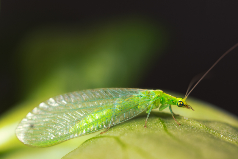 Chrysoperla carnea - Crisopa verde para el control de plagas