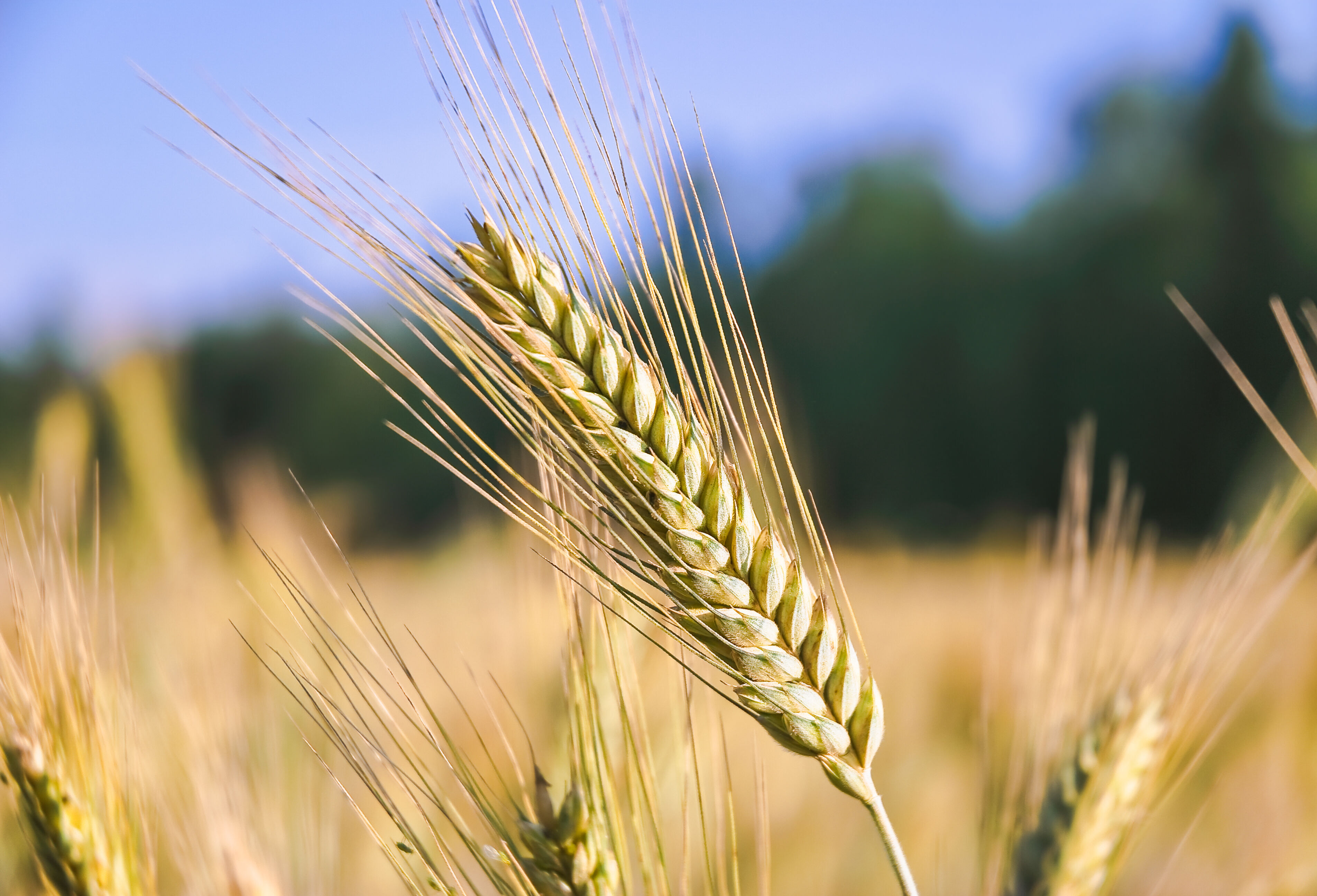Centeno | Koppert México