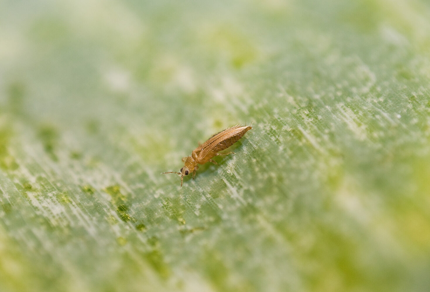 Las desgracias rara vez vienen solas y lo mismo ocurre con los trips ...