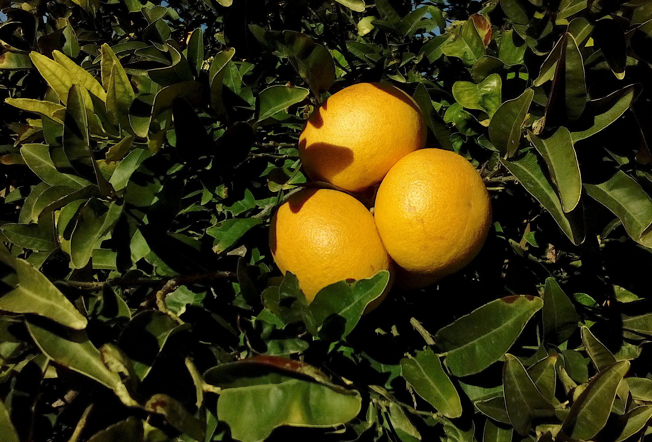 Toronja | Koppert México