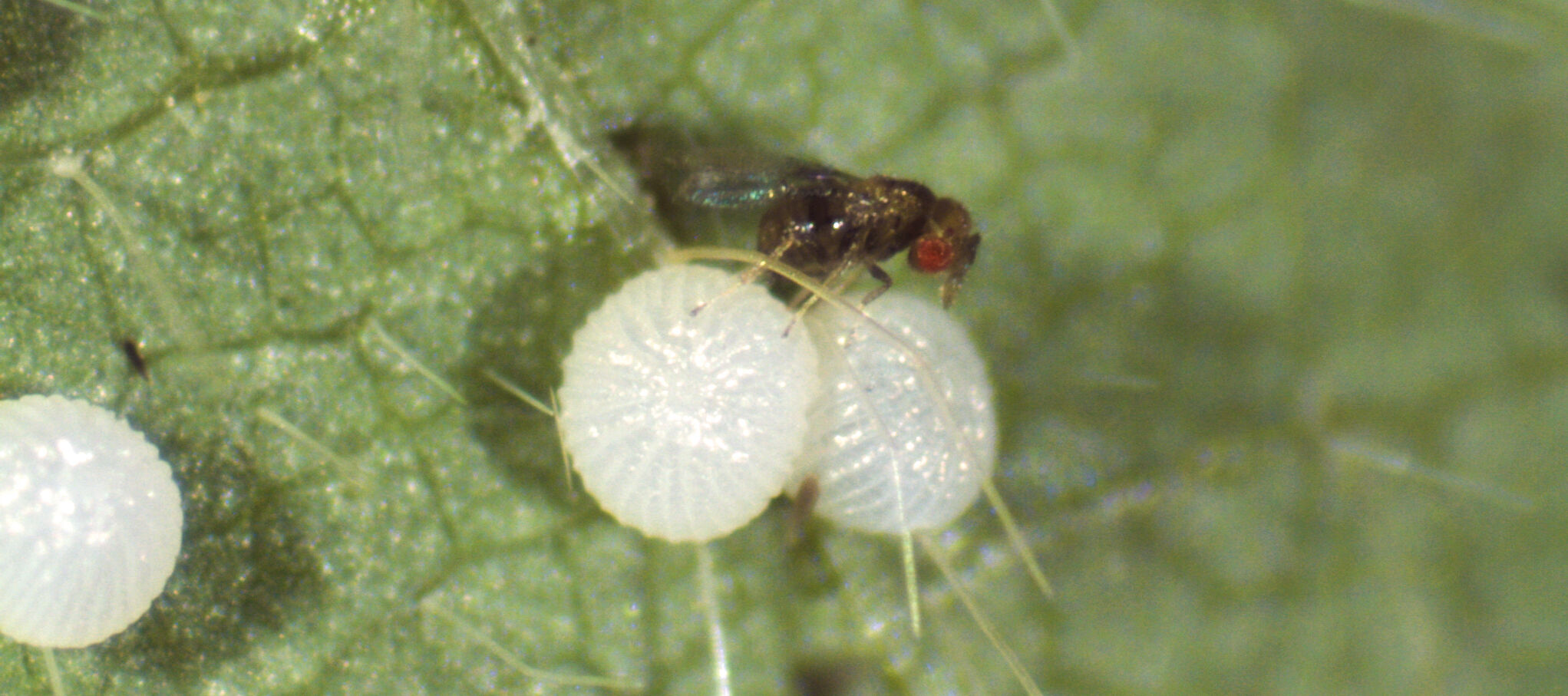 Avispas Parasitoides para el Control de Plagas