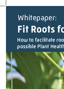 Fit roots for plant health | Koppert México