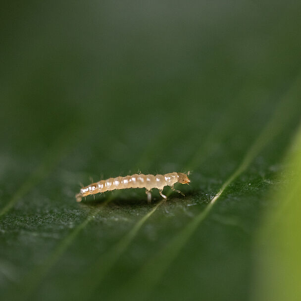 Atheta | Koppert Productos