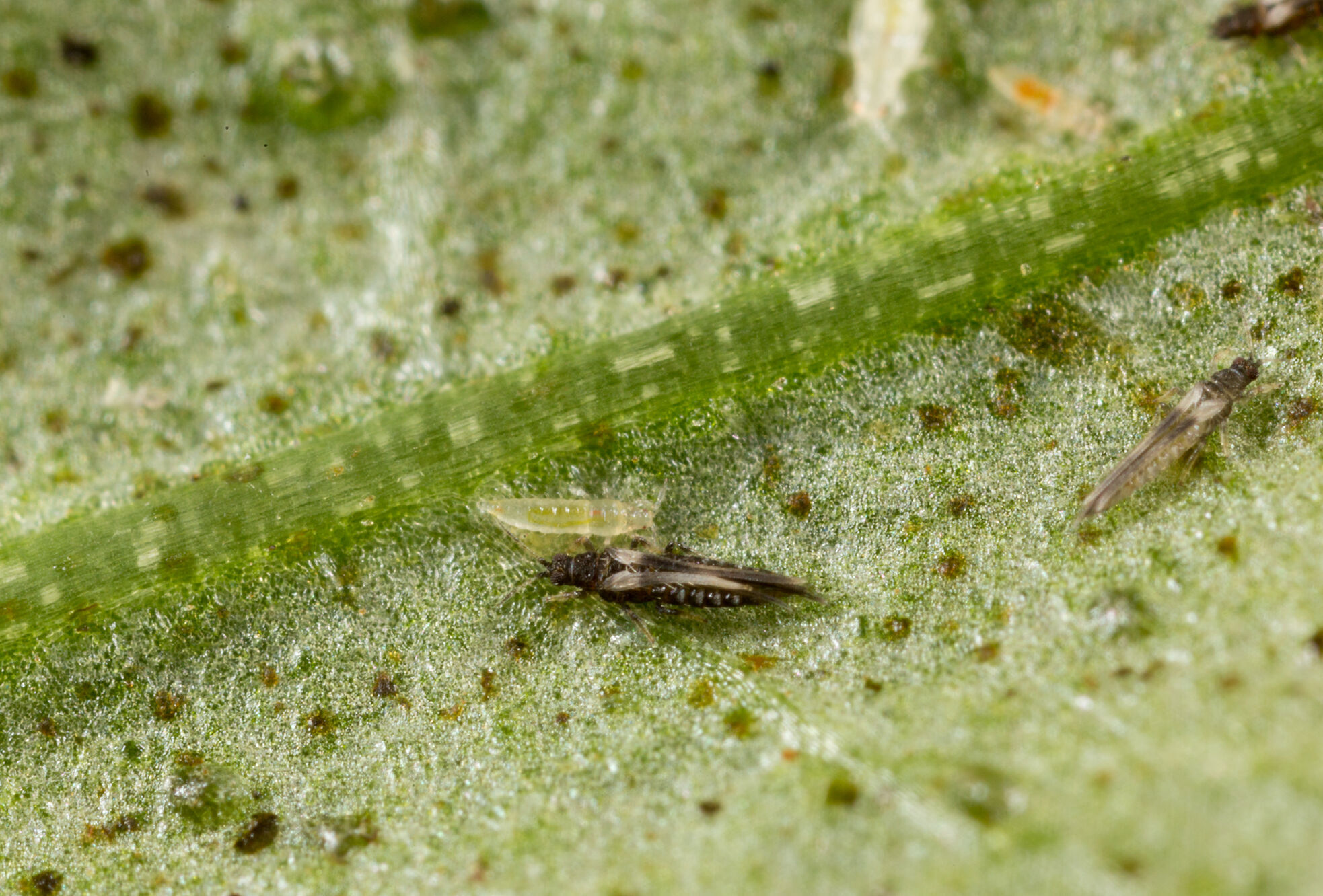 ¿Cómo identificar a un trips intruso? | Koppert México