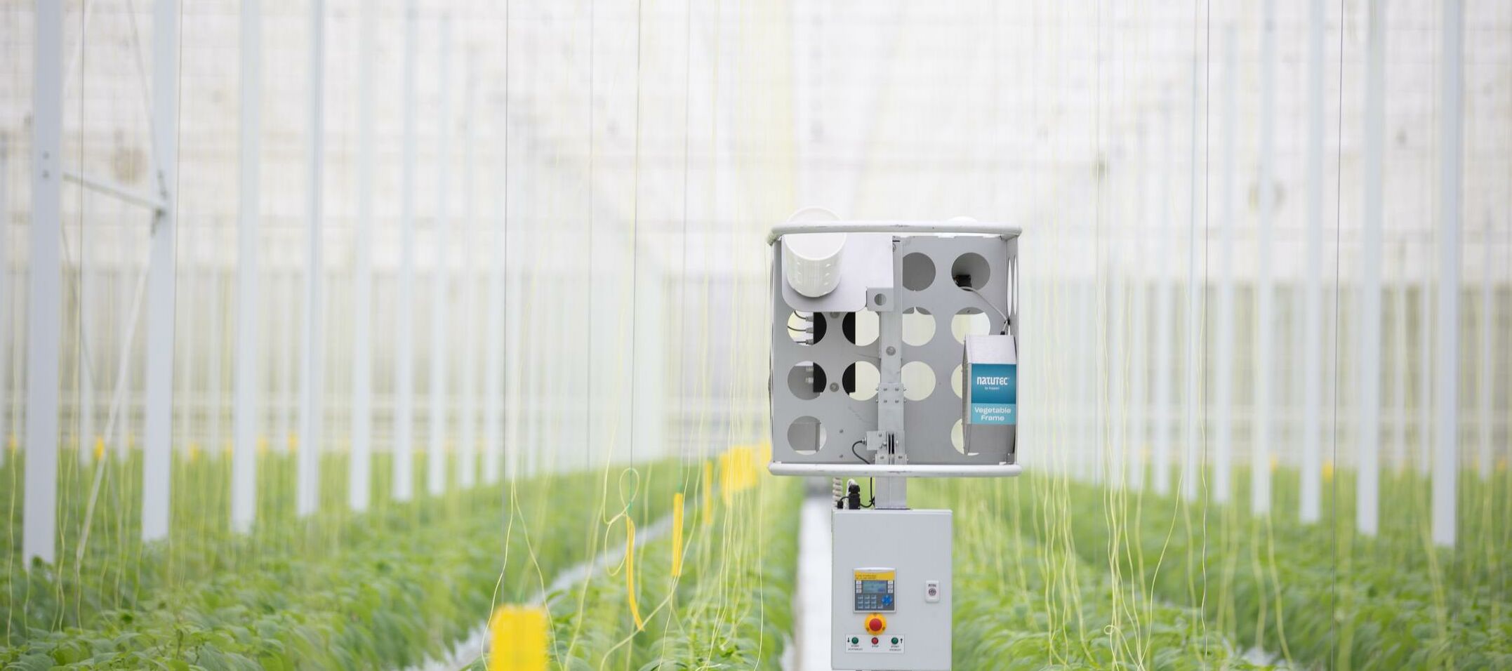 Guía esencial para el control de la araña roja | Koppert México