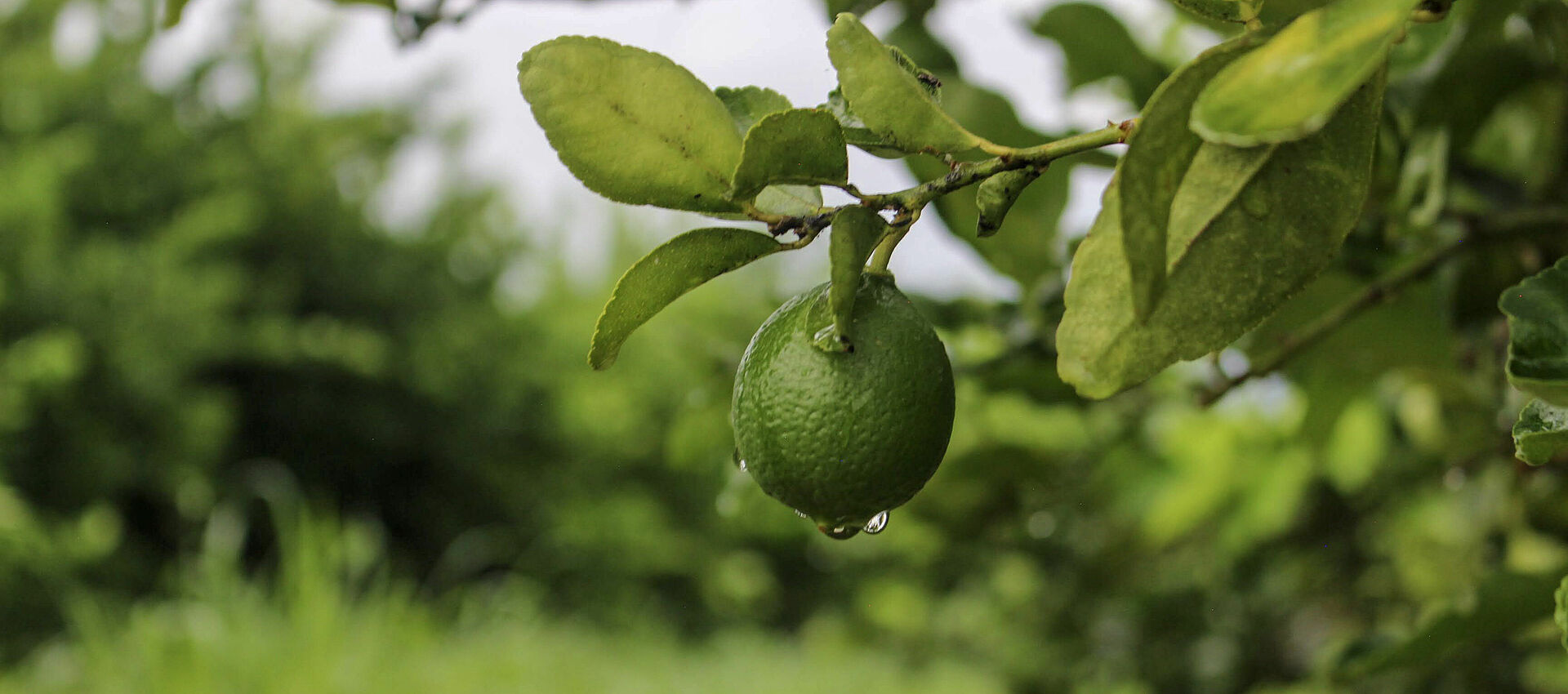 Seminario de control de plagas y nutrición en limón persa | Koppert México
