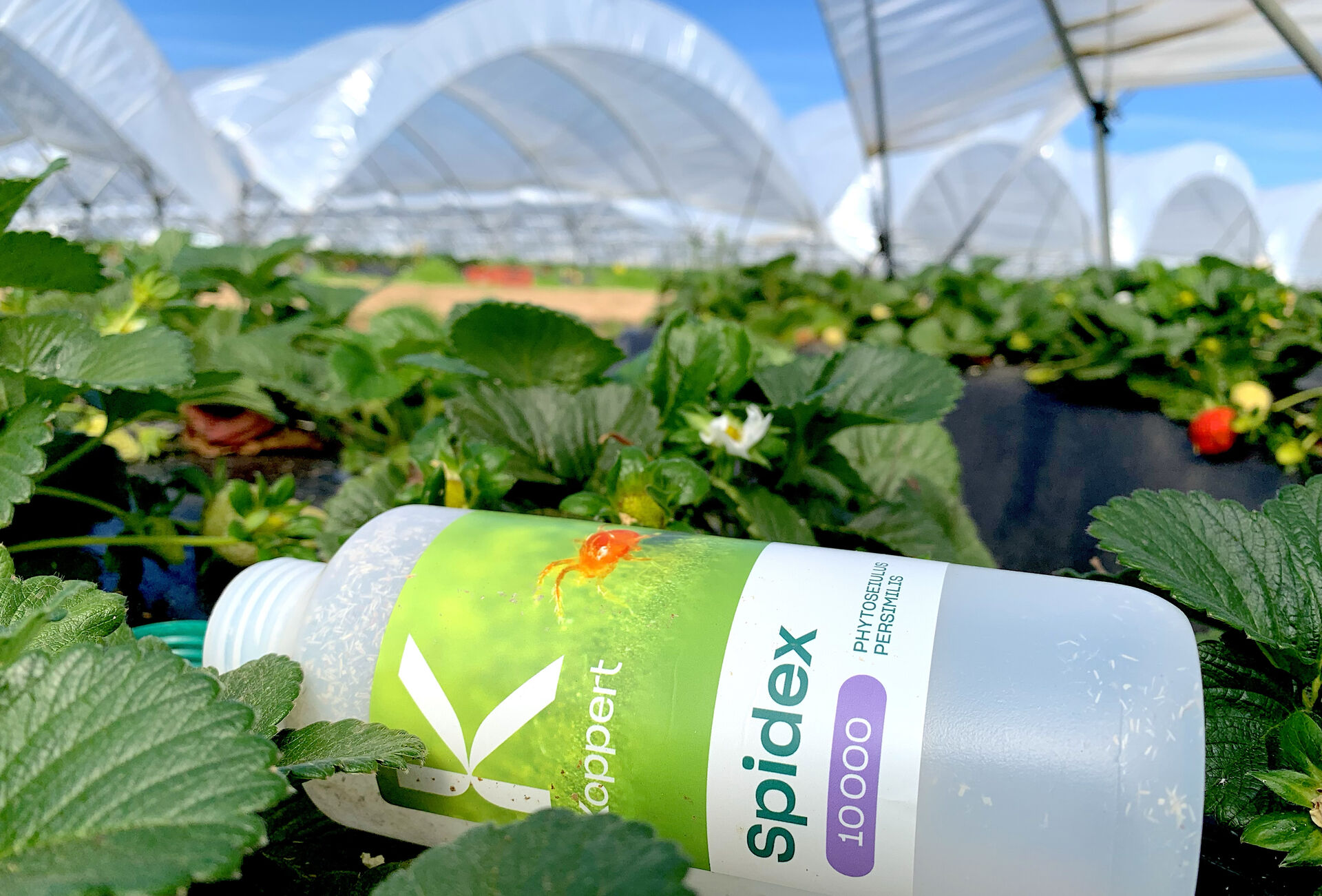 Nuestros ácaros depredadores protagonizarán el Congreso Aneberries 2024 ...