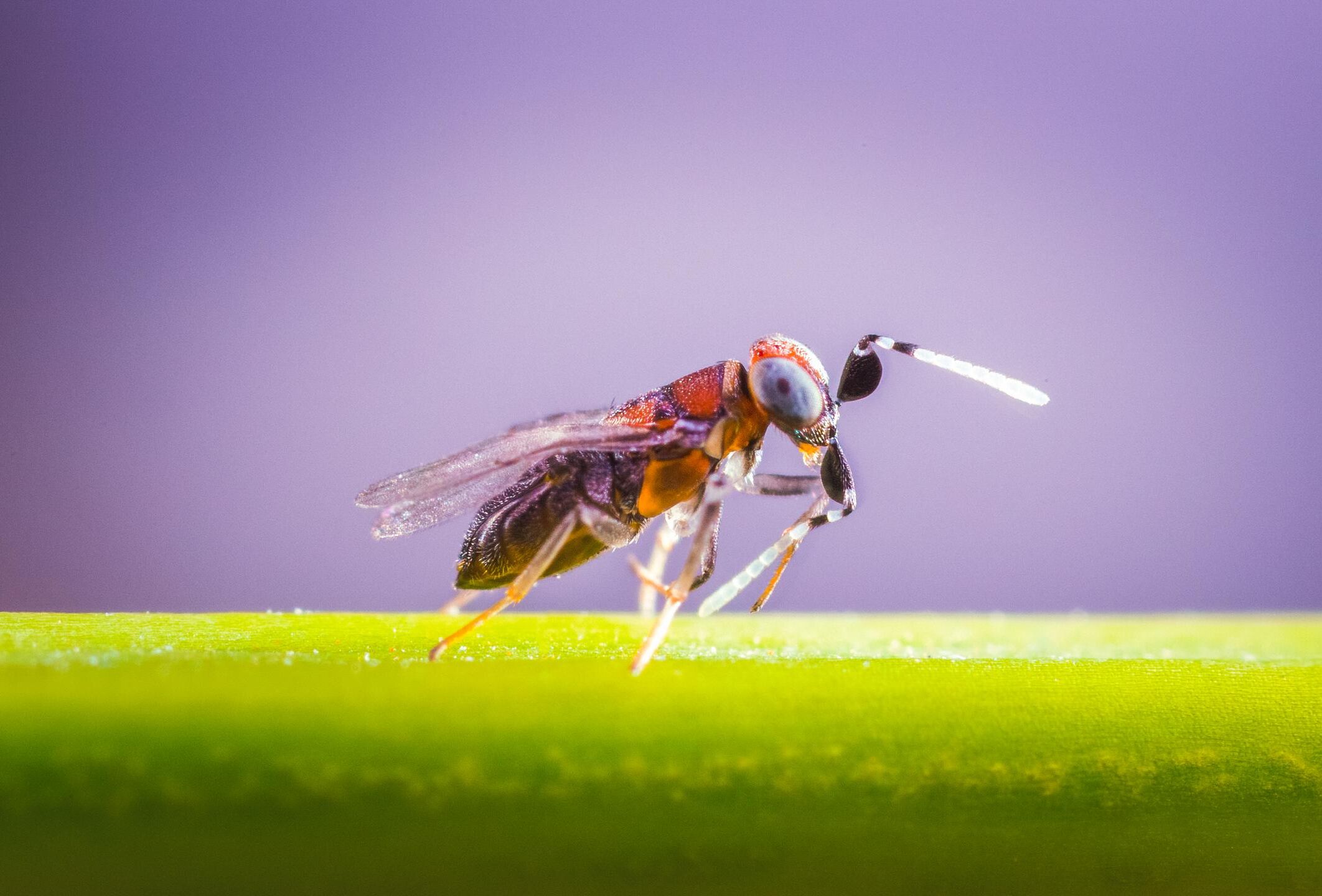 Elección de avispas parasitoides para el control de plagas