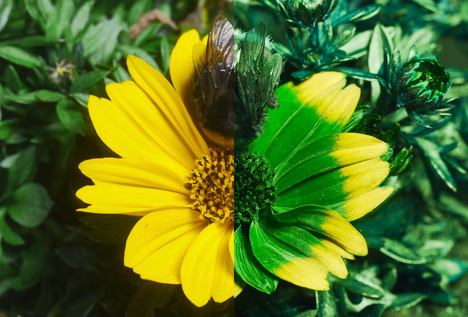 Beevision es una innovación impulsada por la naturaleza | Koppert México