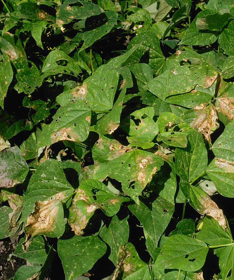 Thanatephorus cucumeris - Prevención, control y daños