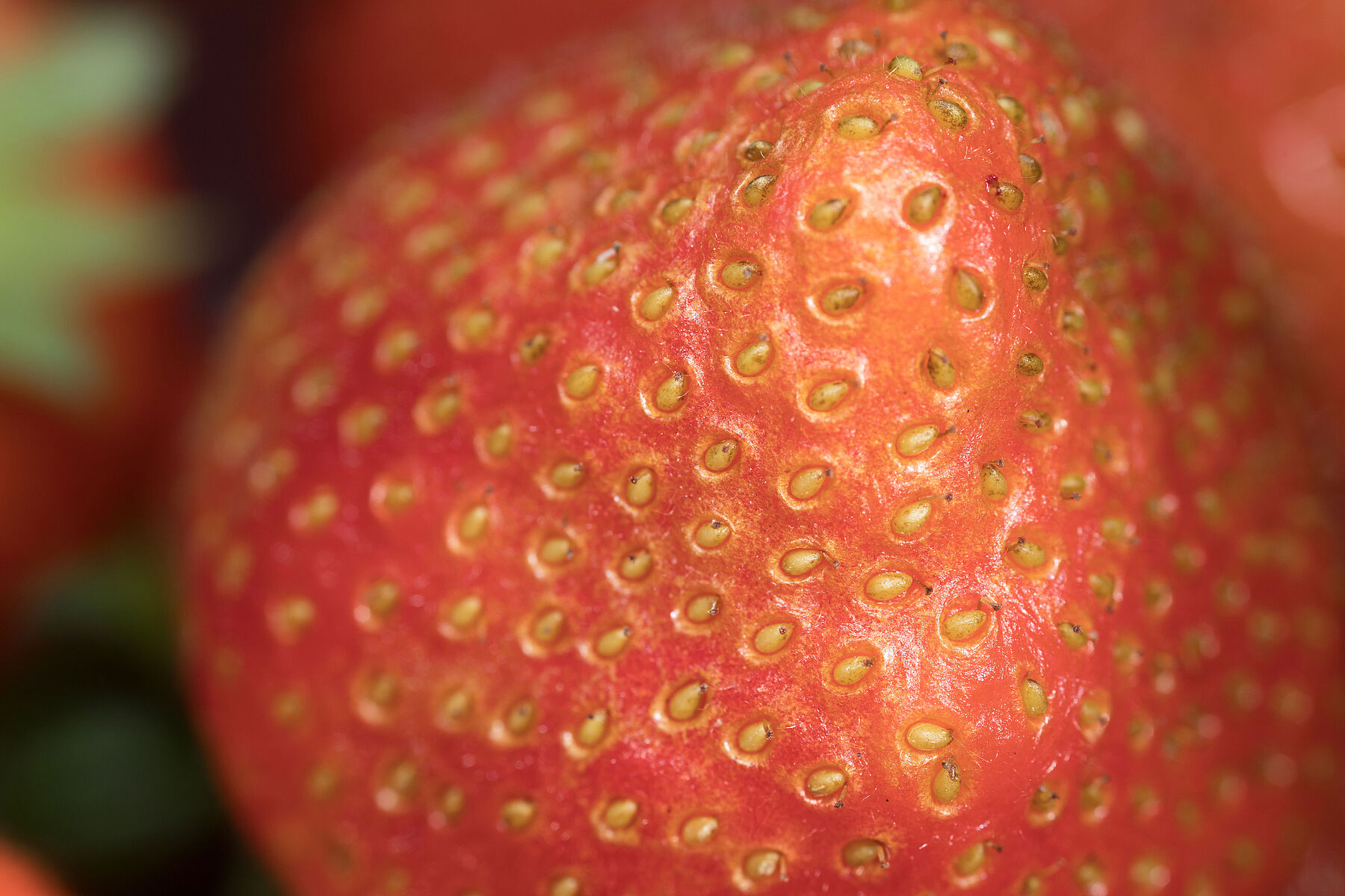 Control eficaz de trips con ácaros depredadores | Koppert México