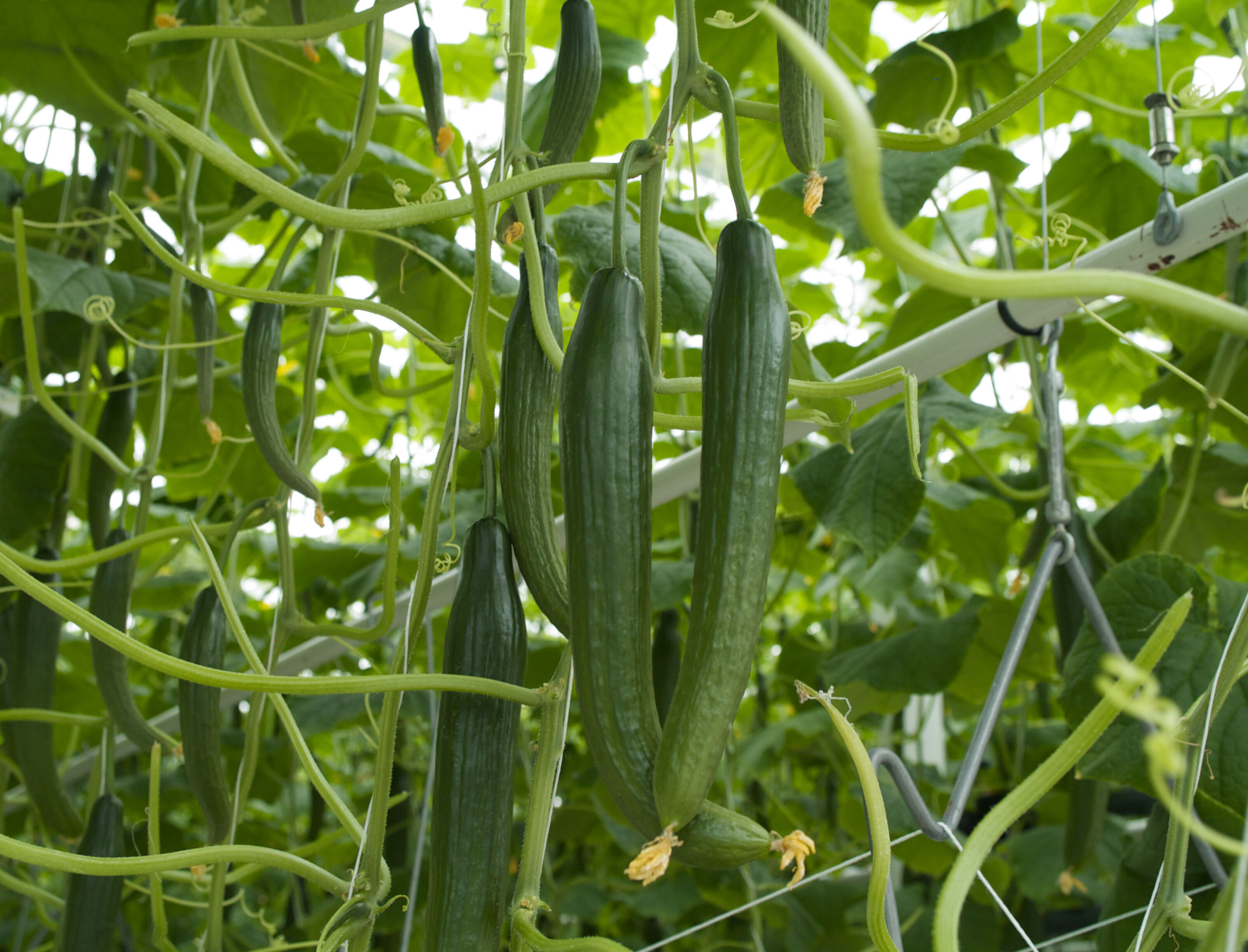 Pepino - Plagas, enfermedades y control biológico