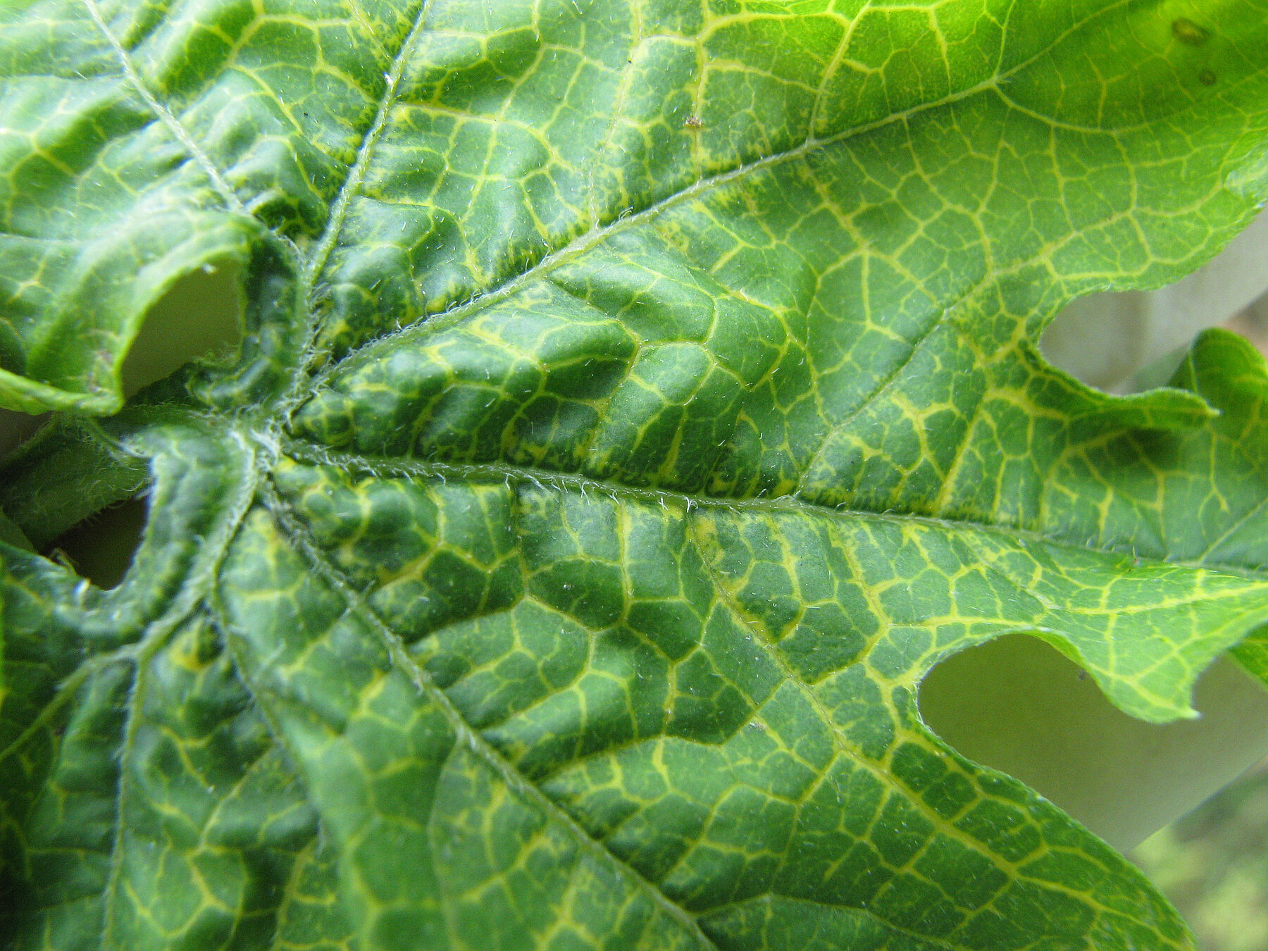 Fusarium spp - Prevención, control y daños