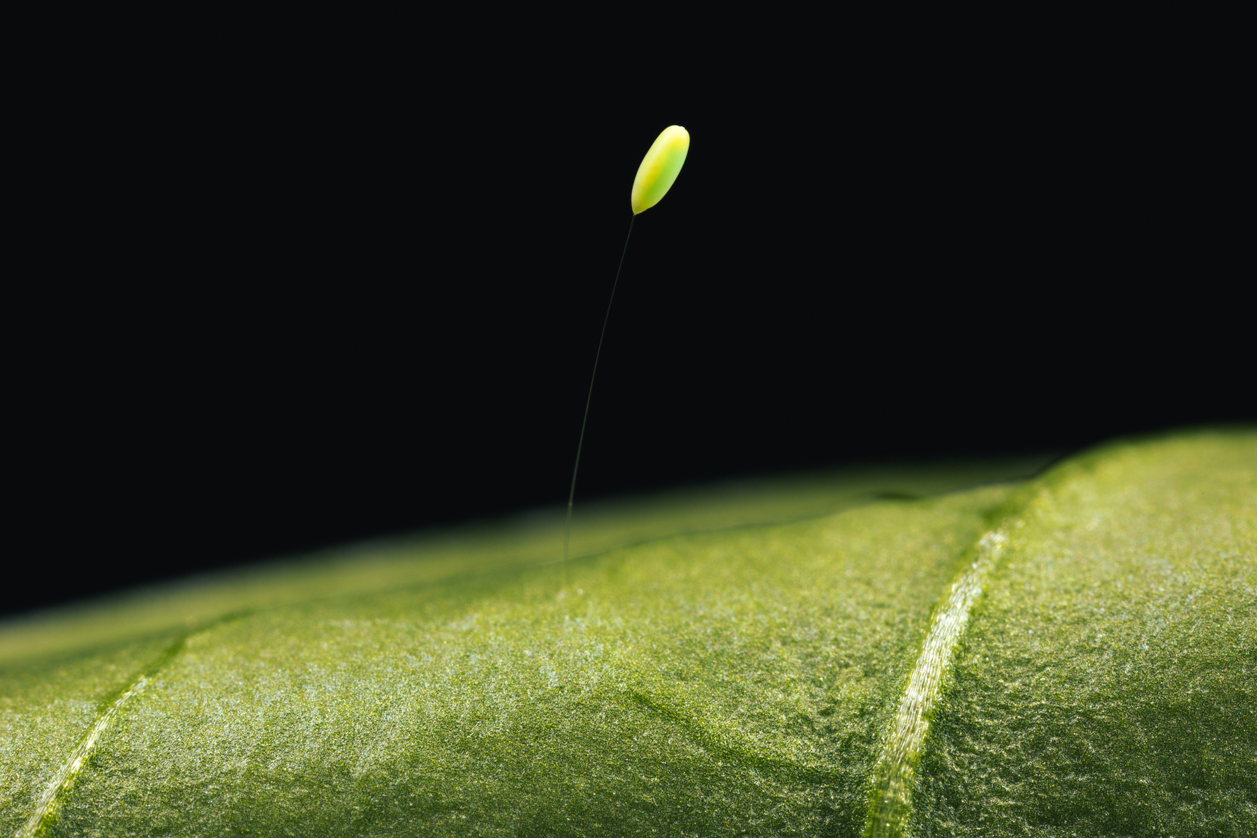 Chrysoperla carnea - Crisopa verde para el control de plagas