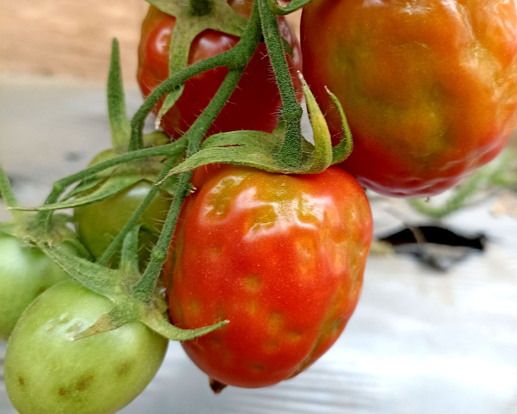 4 virus de cuidado en el tomate | Koppert México