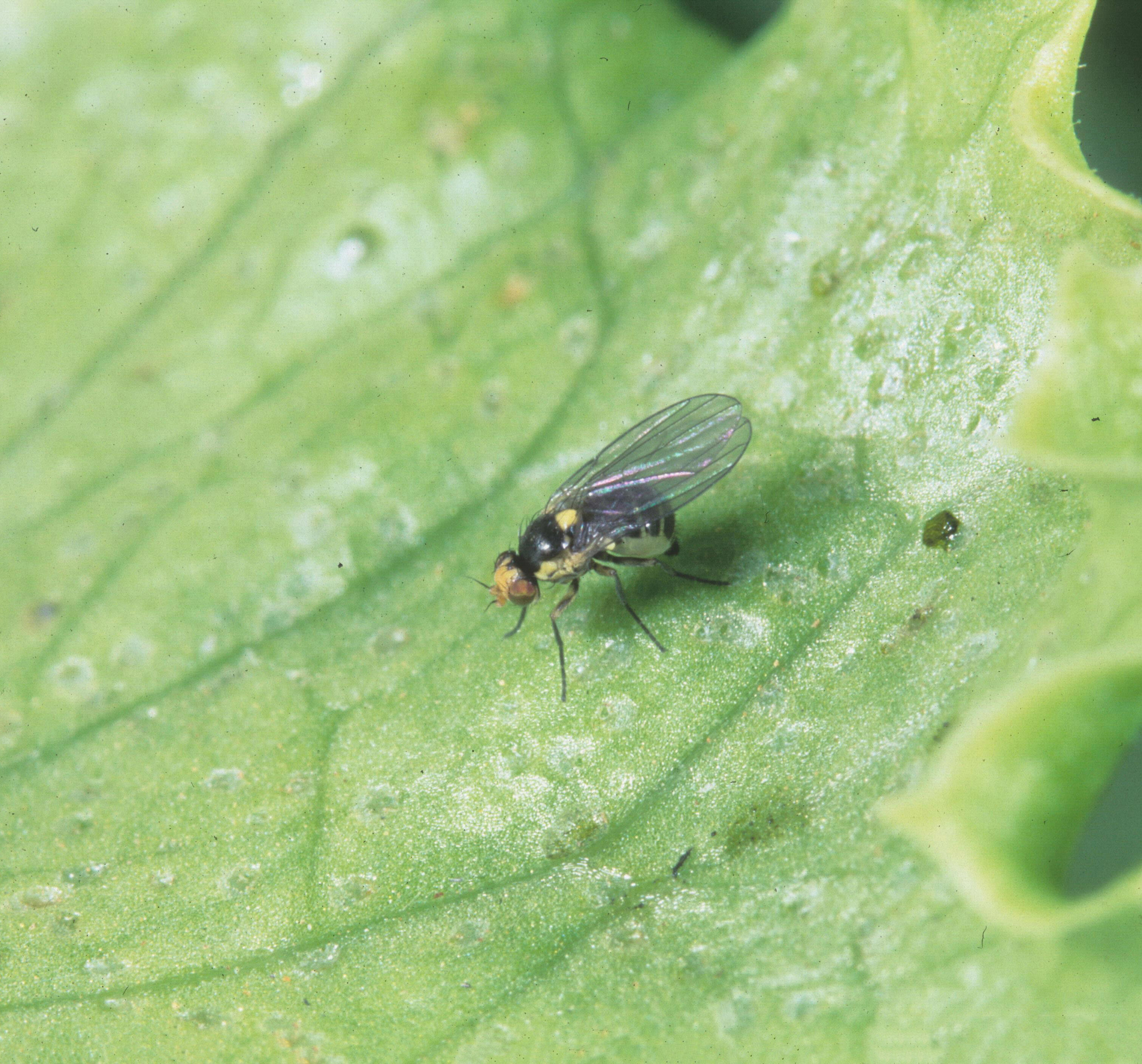 Minador de la hoja del guisante - Biocontrol, daños y ciclo de vida