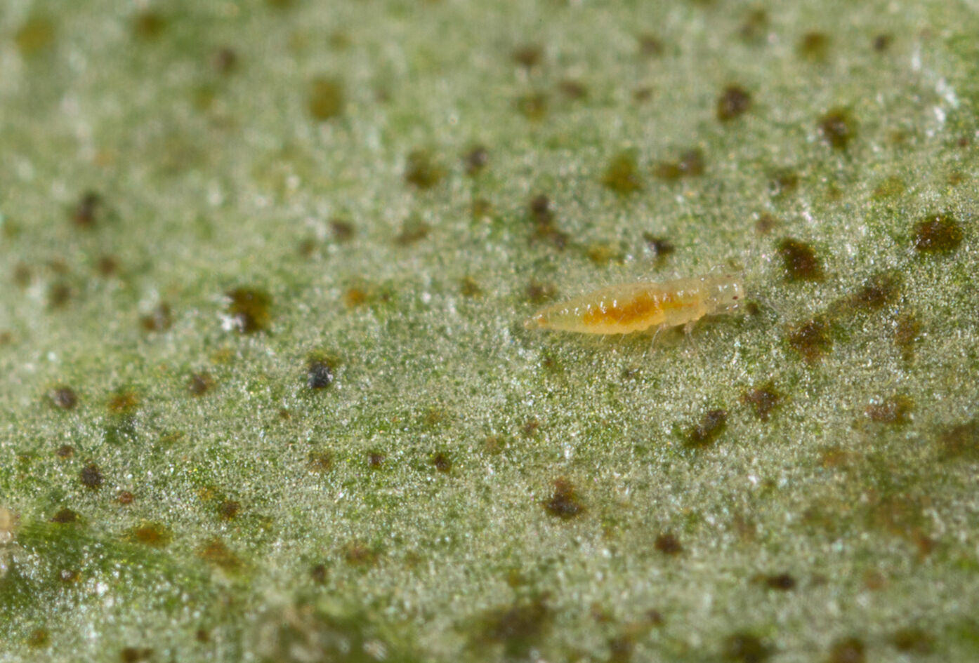 Los trips aman casi todos los cultivos | Koppert México