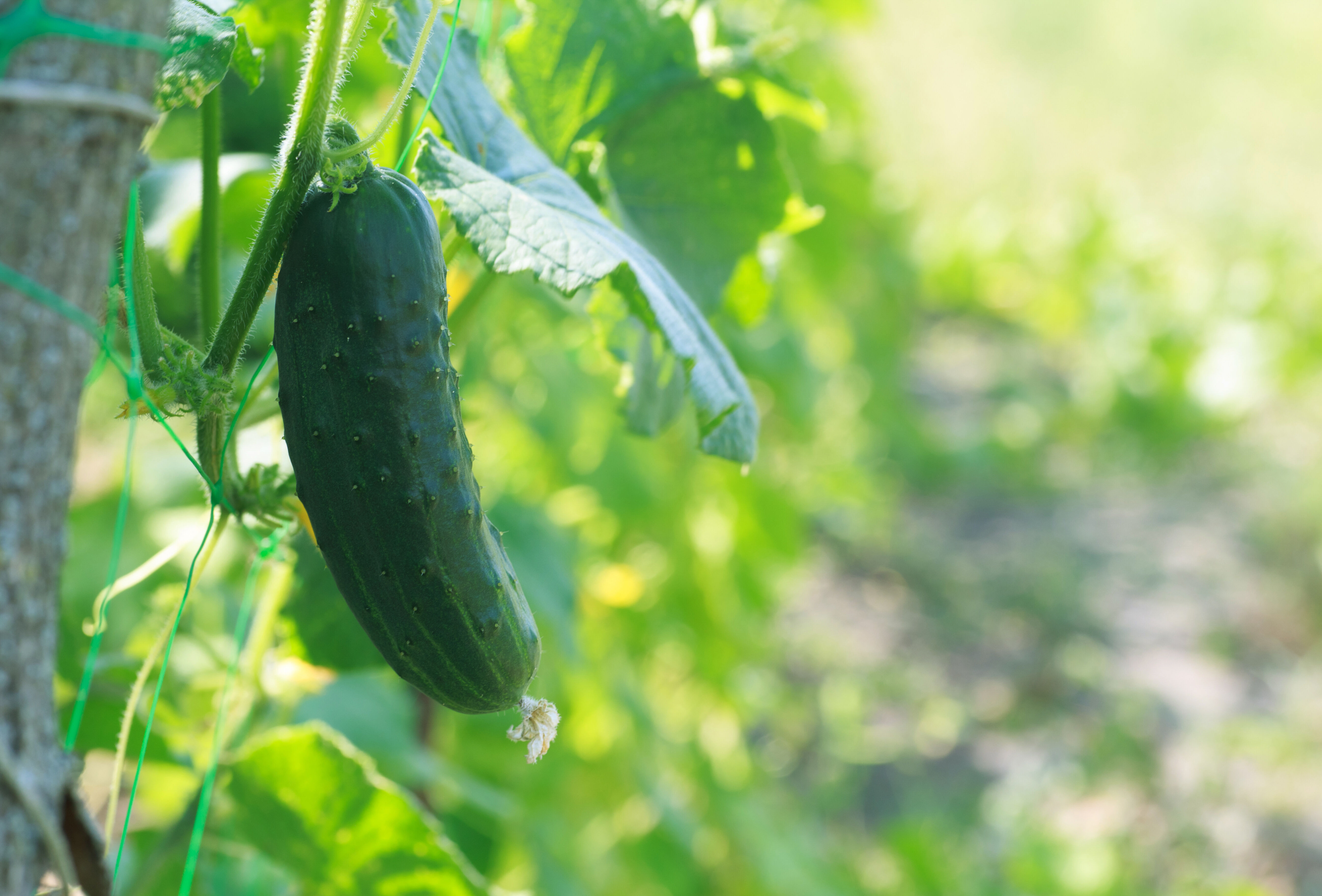 Pepinillo | Koppert México