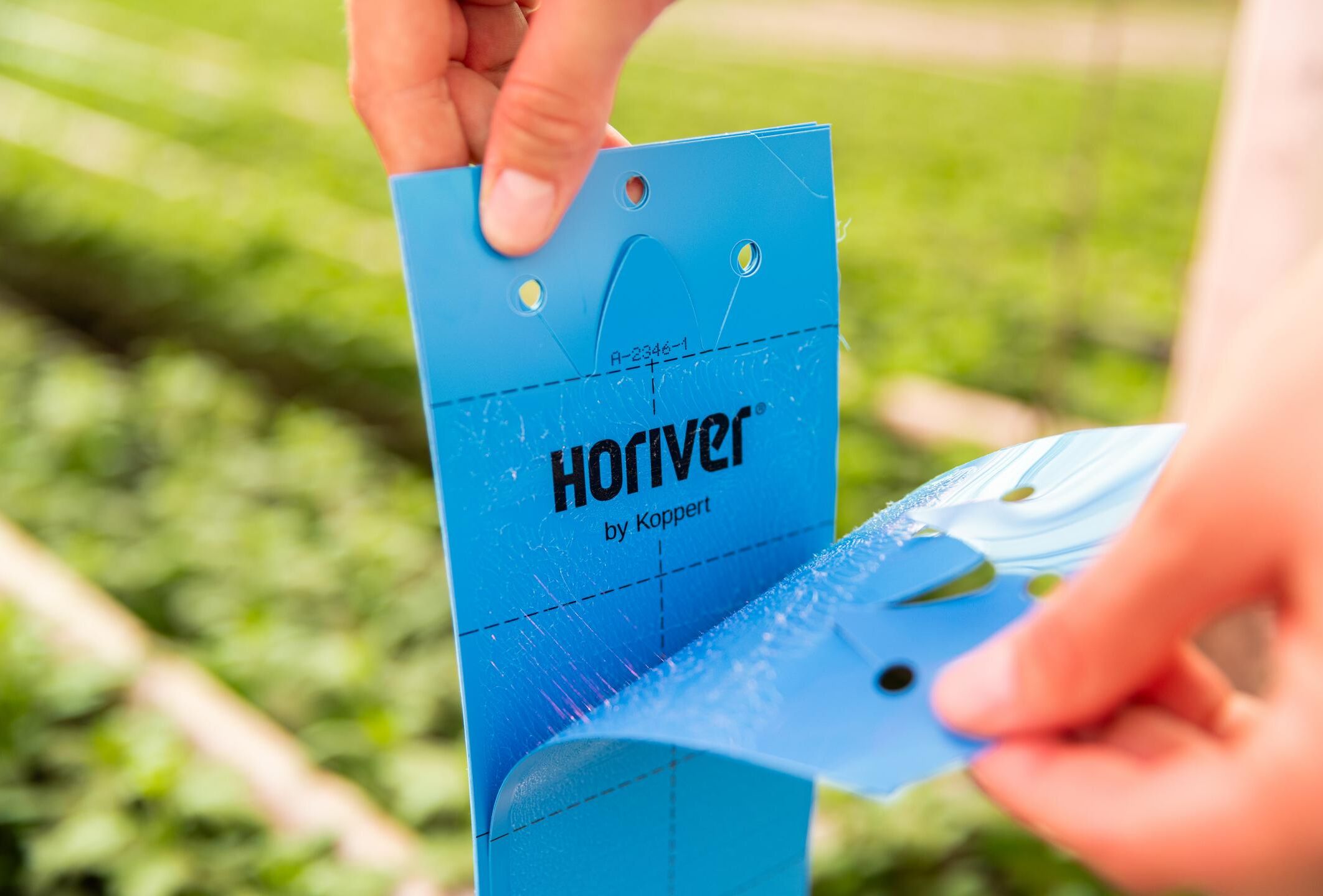 Consideraciones para elegir una trampa cromática para el monitoreo ...