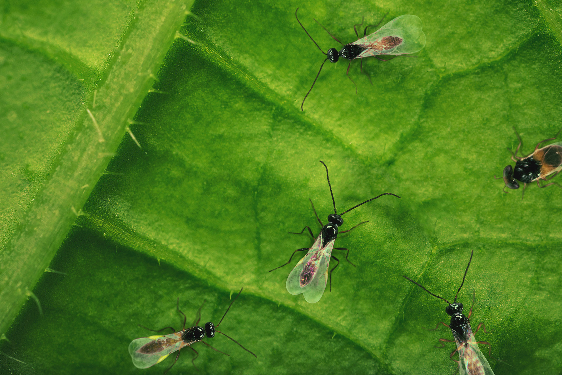 Avispas parasitoides para el control de plagas
