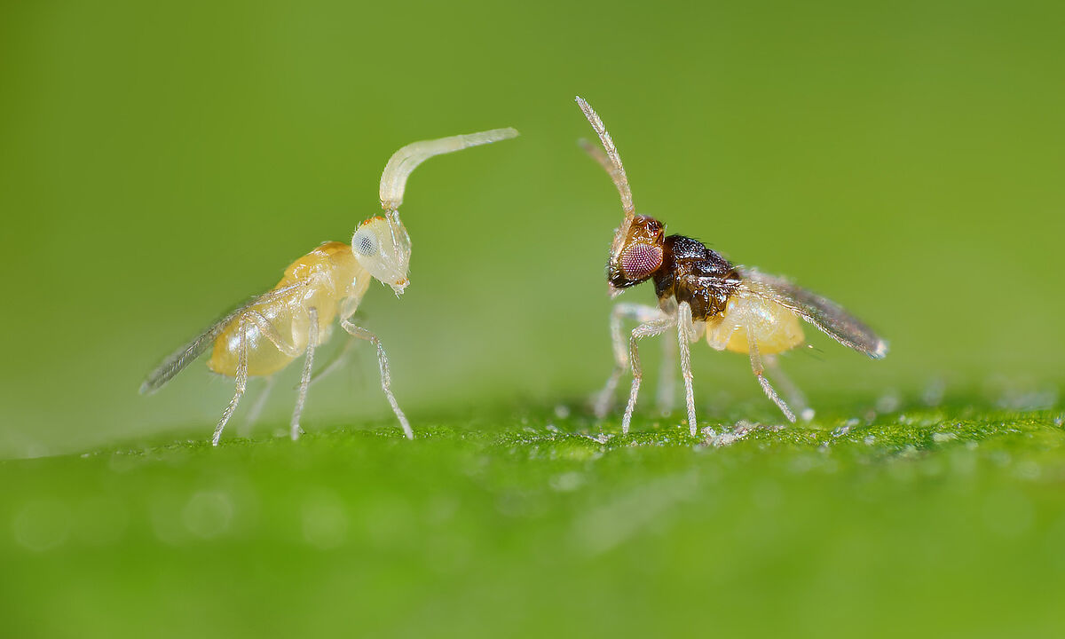 Enermix | Control de la mosca blanca | Avispas parásitas