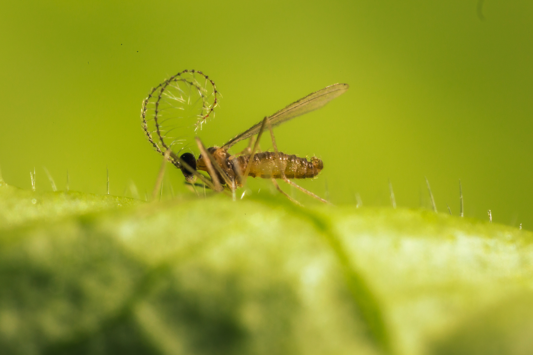 Aphidoletes Aphidimyza Mosquito De La Agalla Depredador Para El