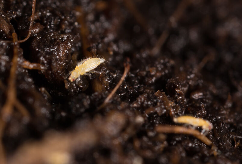 ¡Ayuda! ¿Cómo se meten los trips a mi cultivo? | Koppert México