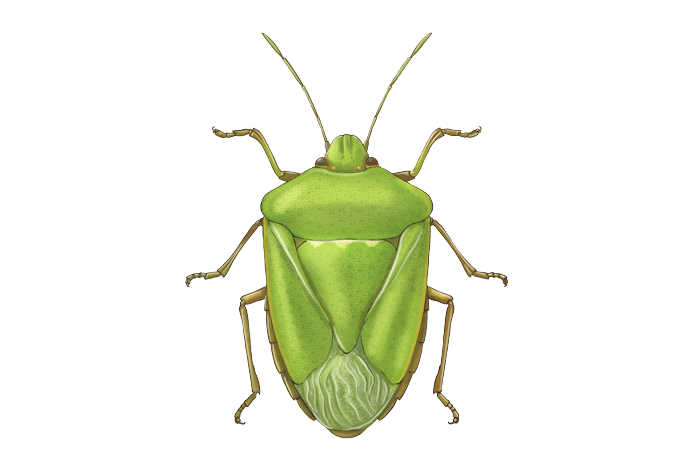 Chinches - Biocontrol, daños y ciclo de vida