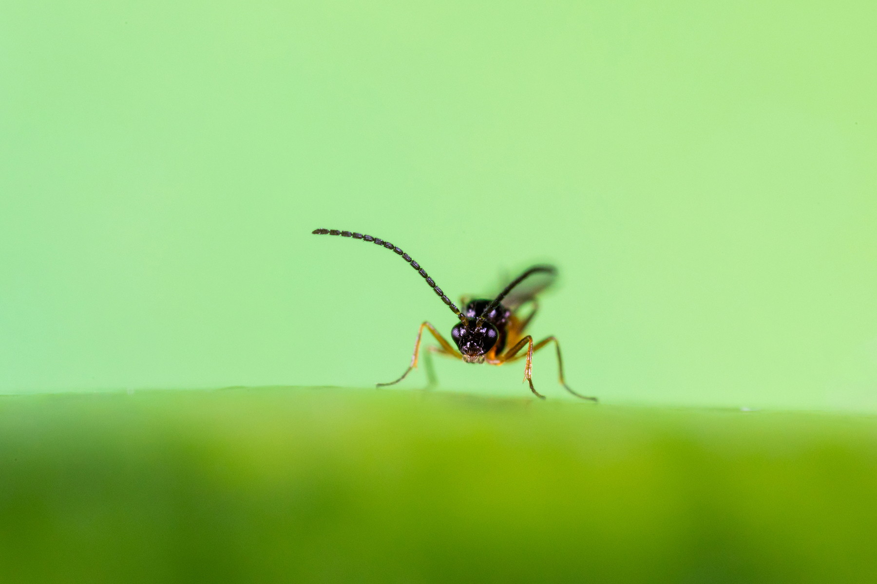 Avispas parasitoides para el control de plagas