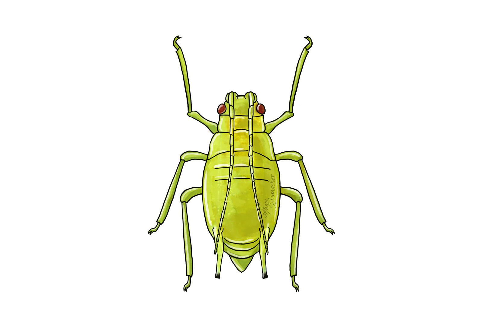 Pulgones - Biocontrol, daños y ciclo de vida