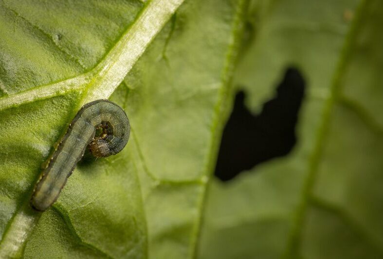 Diez cosas que hay que saber sobre los gusanos | Koppert México