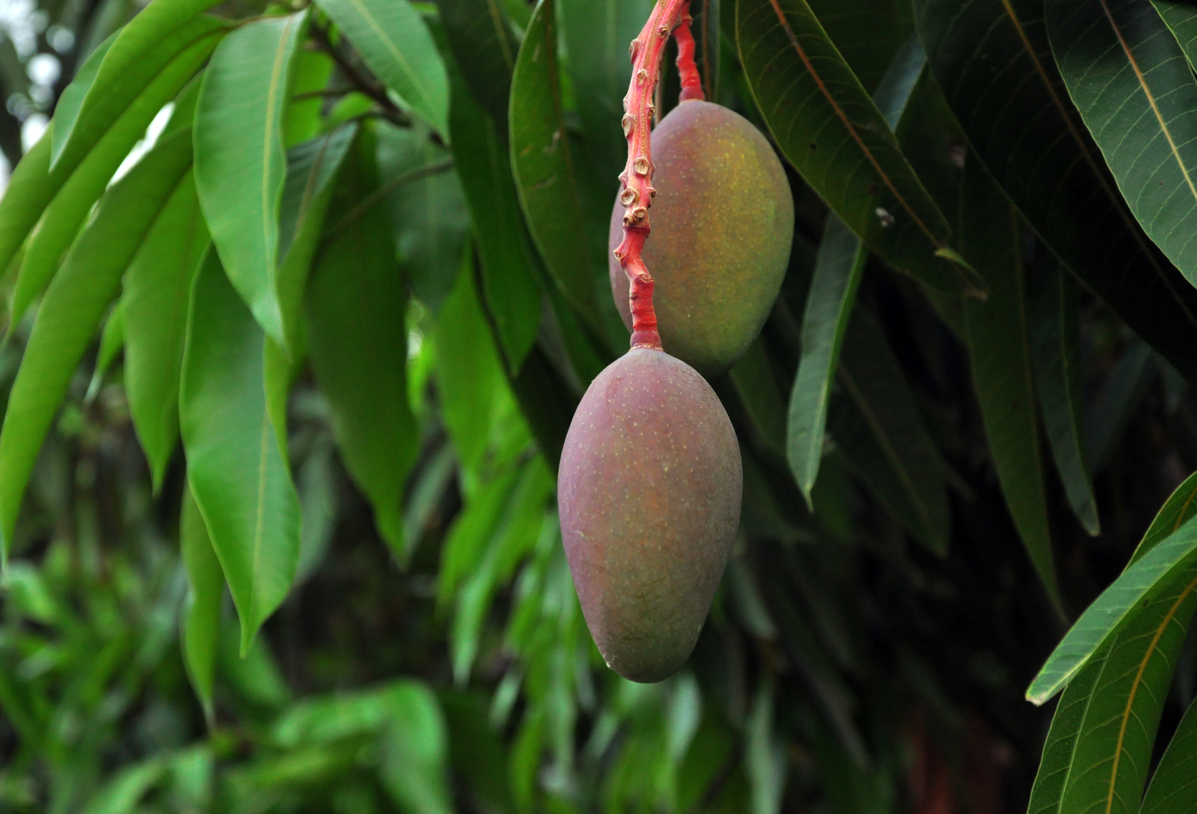 Mango | Koppert México