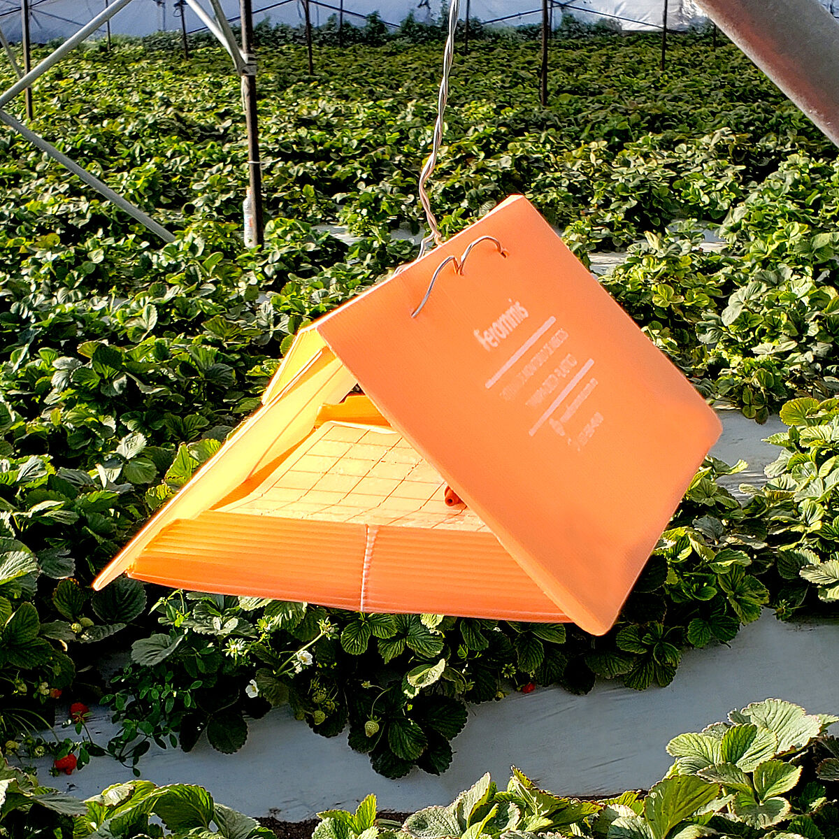 Pherocon EPM | Koppert Productos