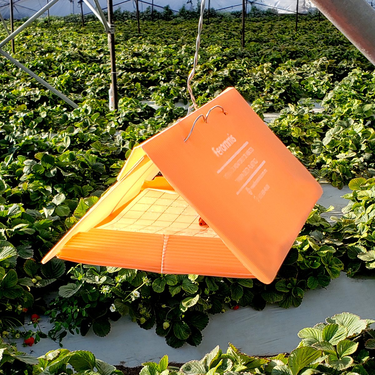 Pherocon EPM | Koppert Productos