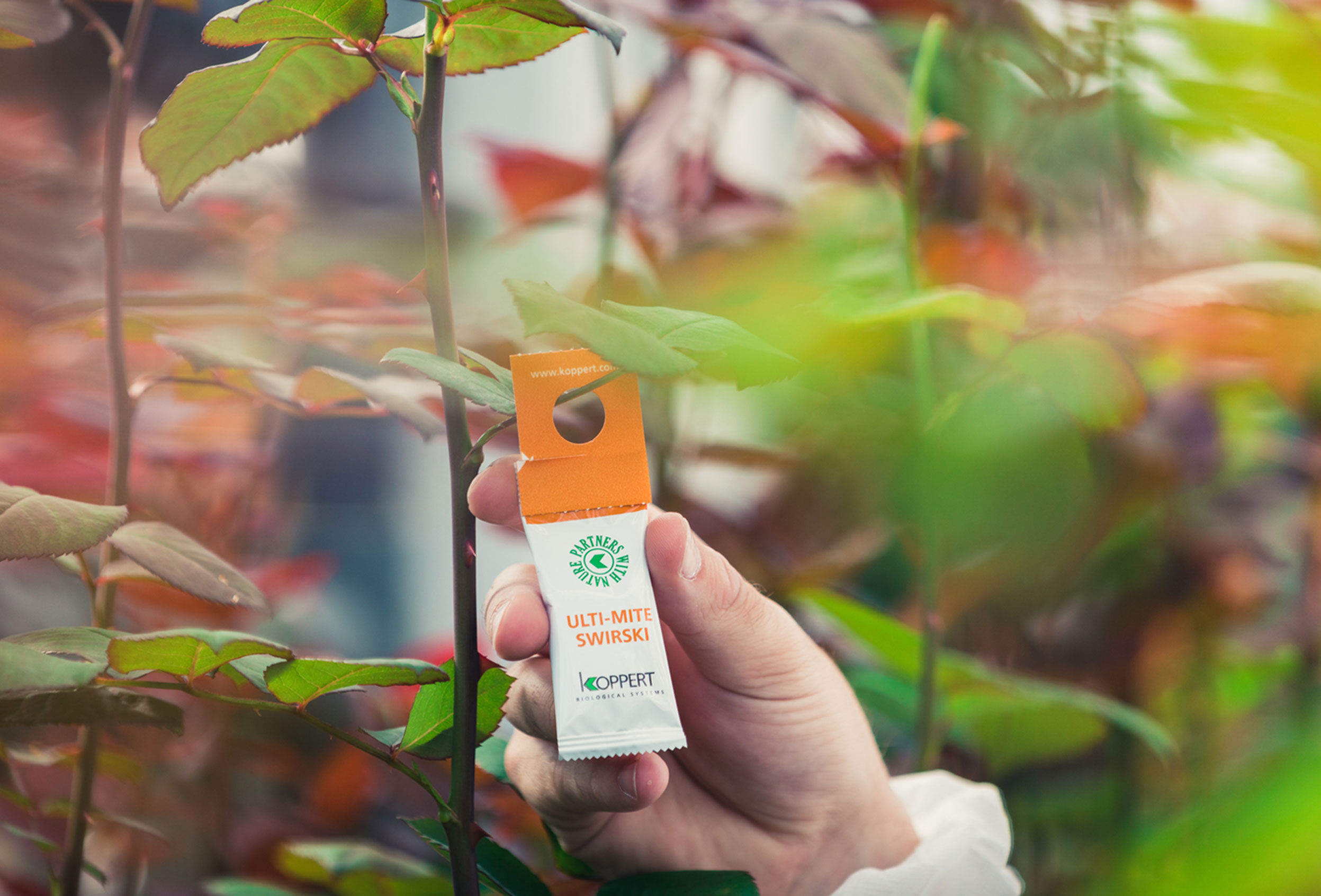 ¡Una radiografía al control exitoso de trips! | Koppert México