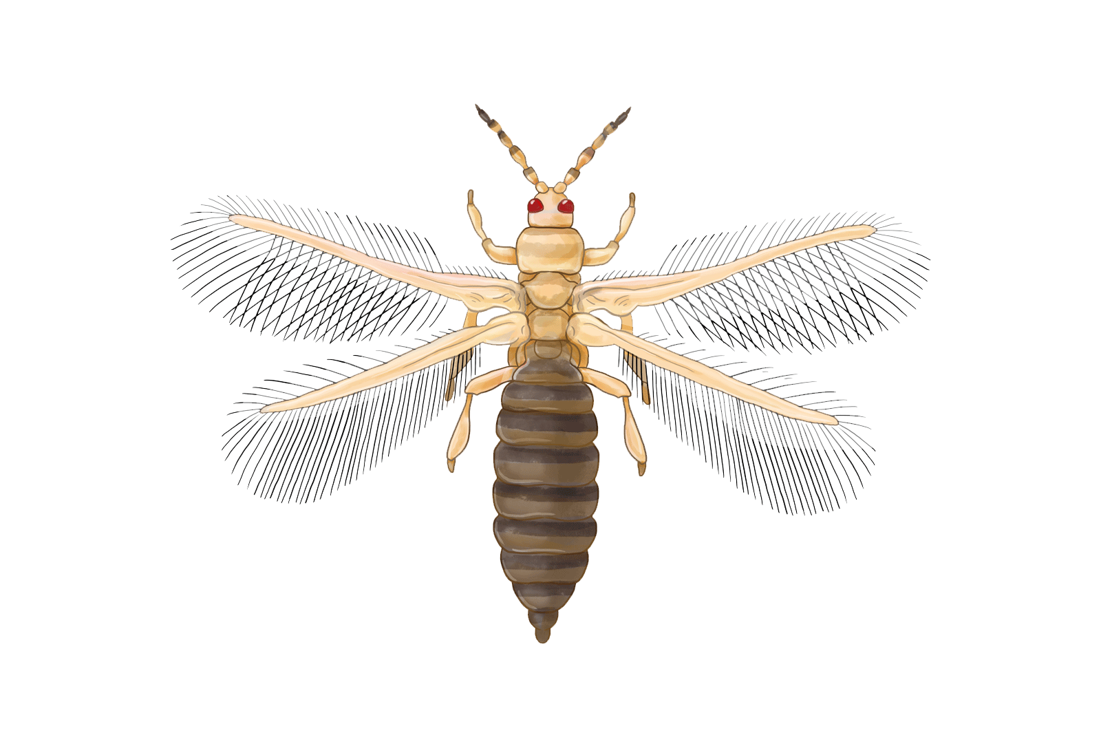 Biocontrol, daños y ciclo de vida de los trips