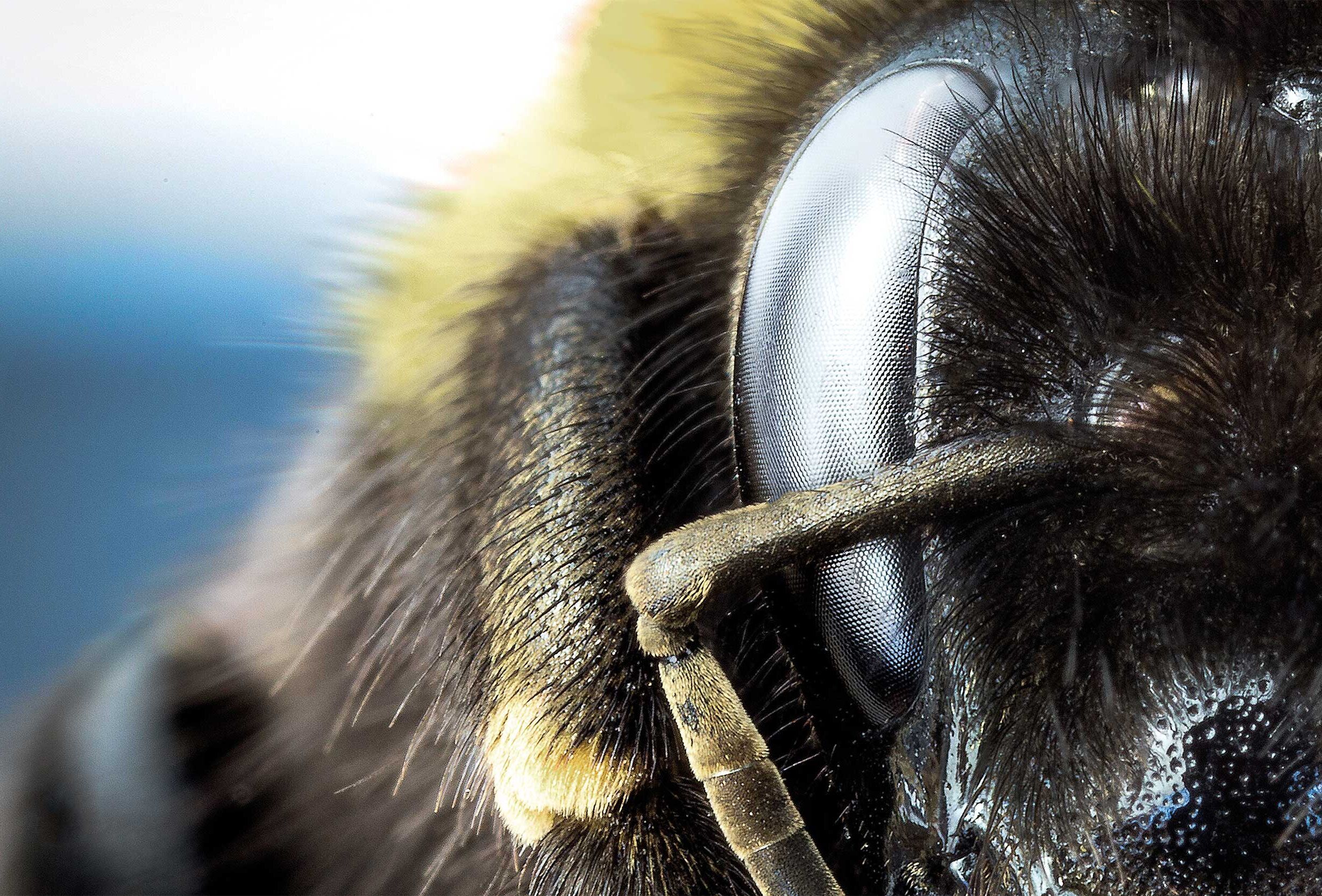 Más polinización gracias al sistema Beevision de Natupol | Koppert México