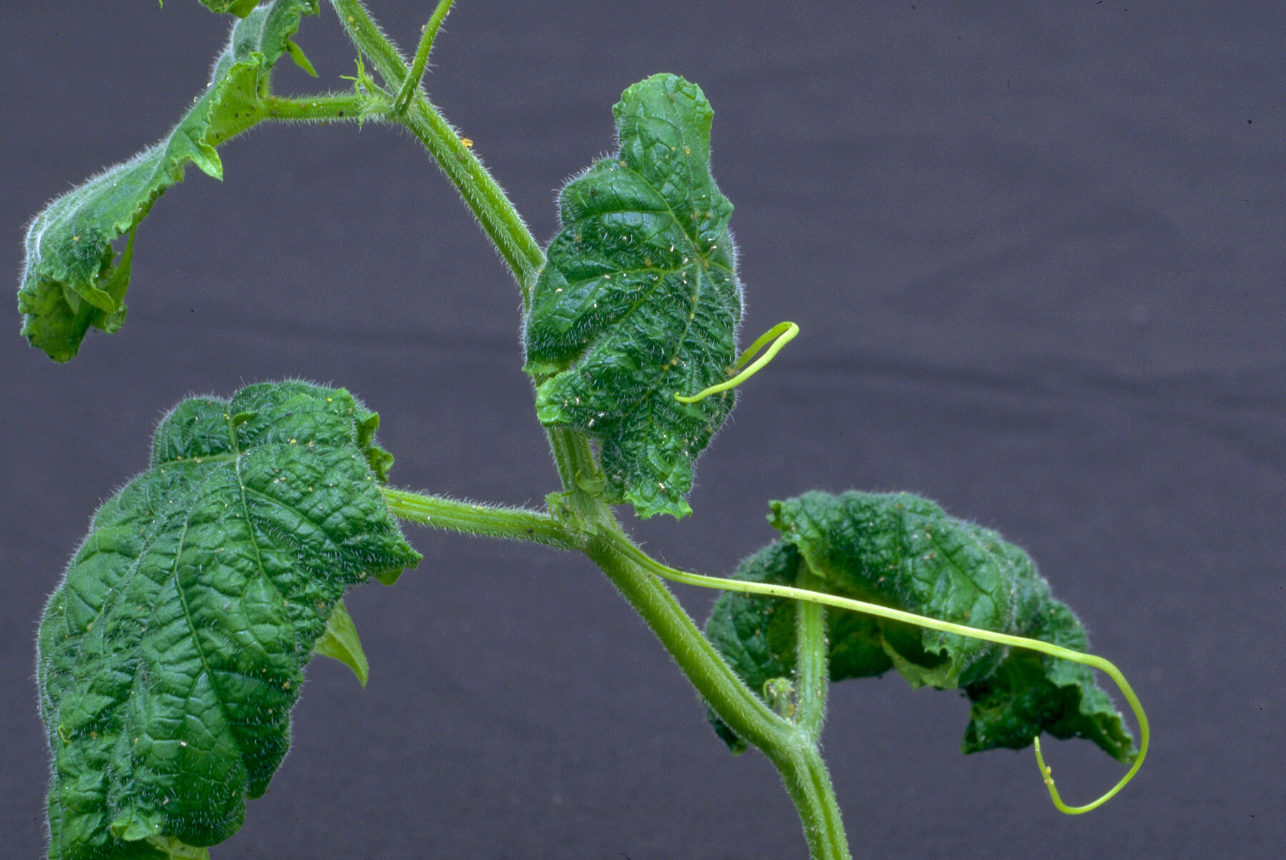 Pulgones - Biocontrol, daños y ciclo de vida