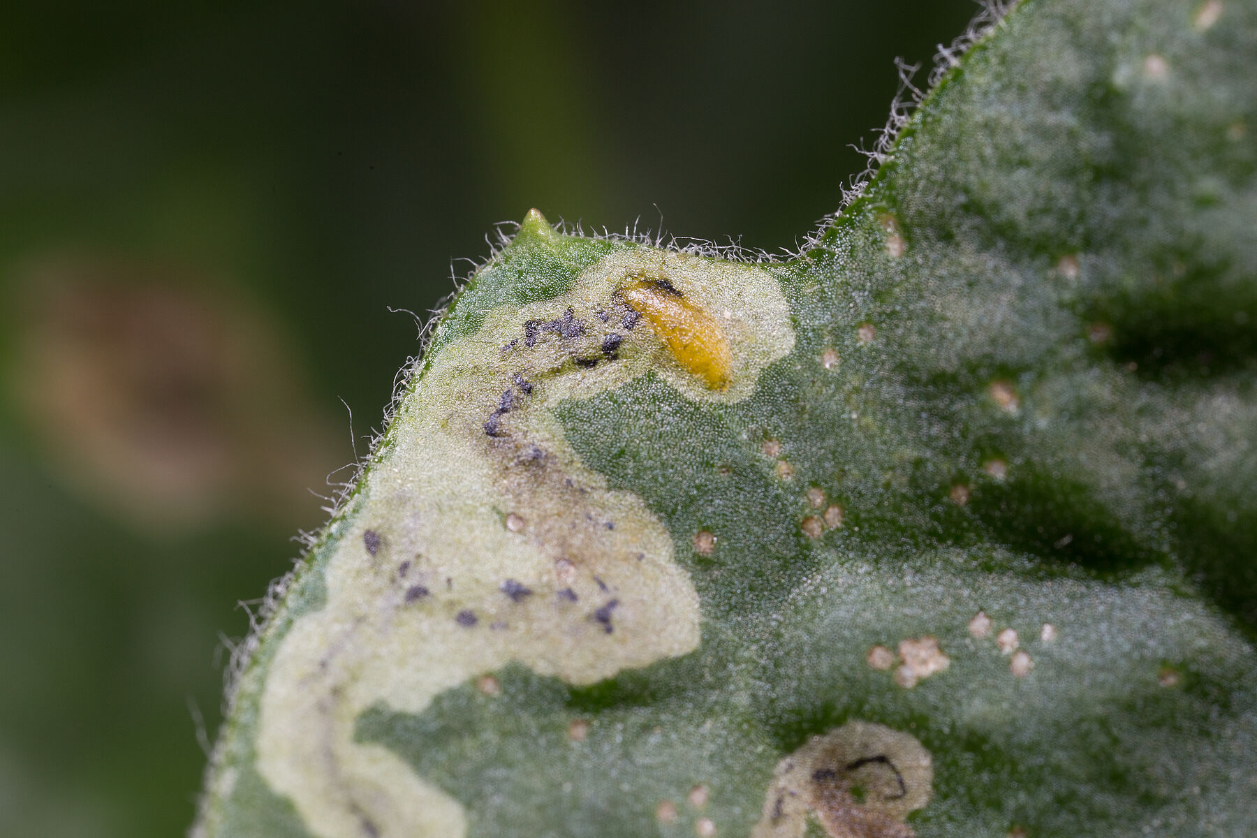 Pupa of the American serpentine leafminer Liriomyza trifolii