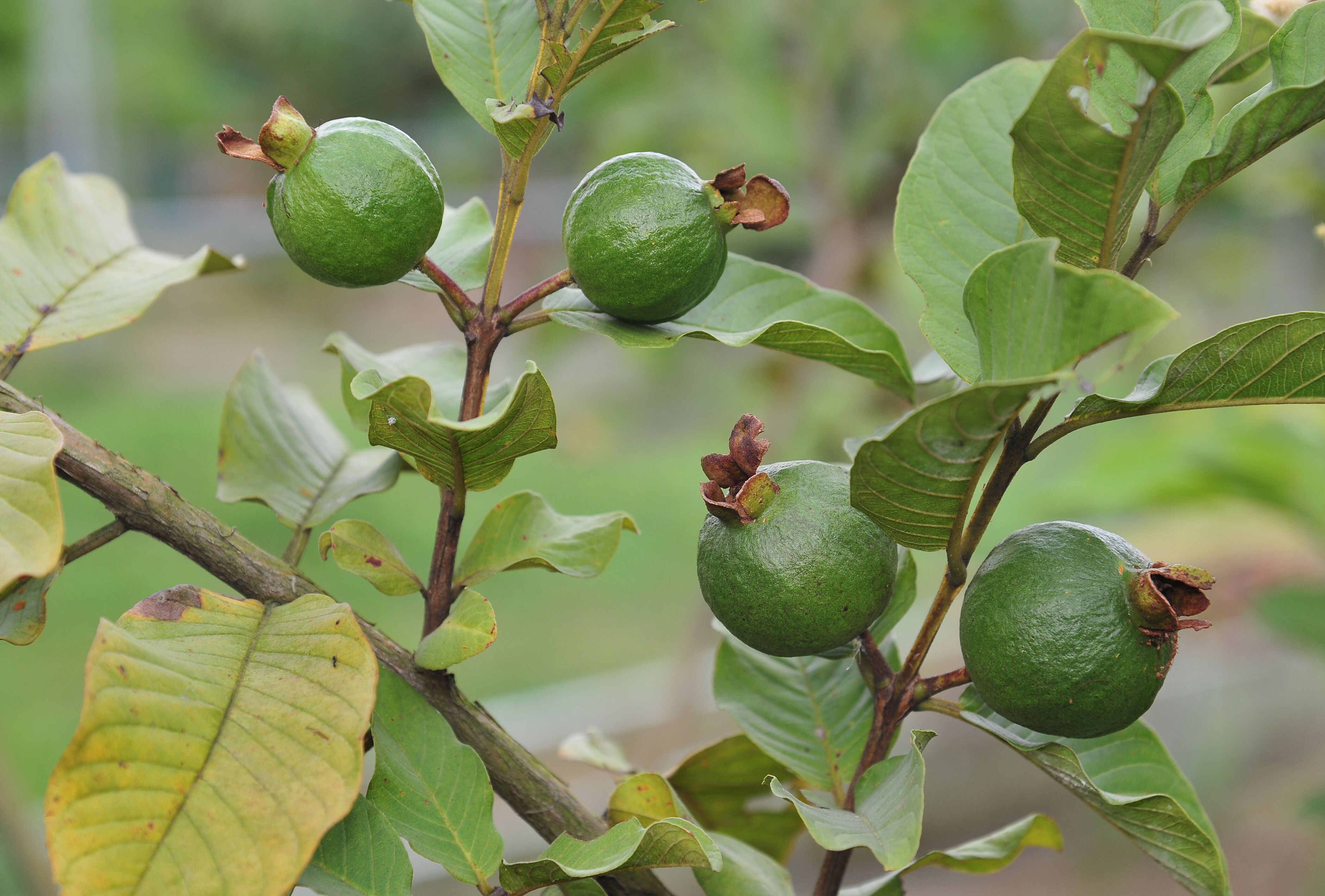 Guayabo | Koppert México