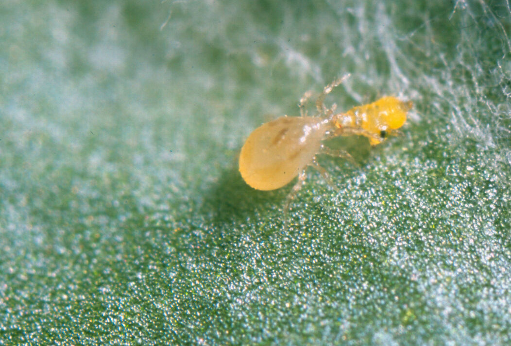 Swirskii: nada quisquilloso a la hora de comer | Koppert México