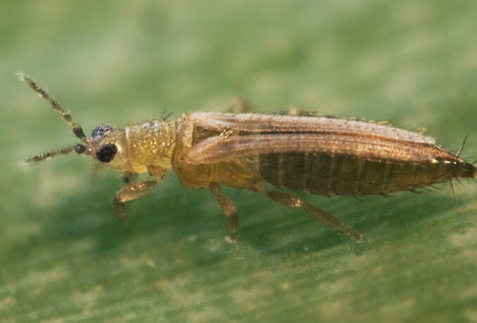 ¡La plaga de trips puede salirse de control muy fácilmente! | Koppert ...