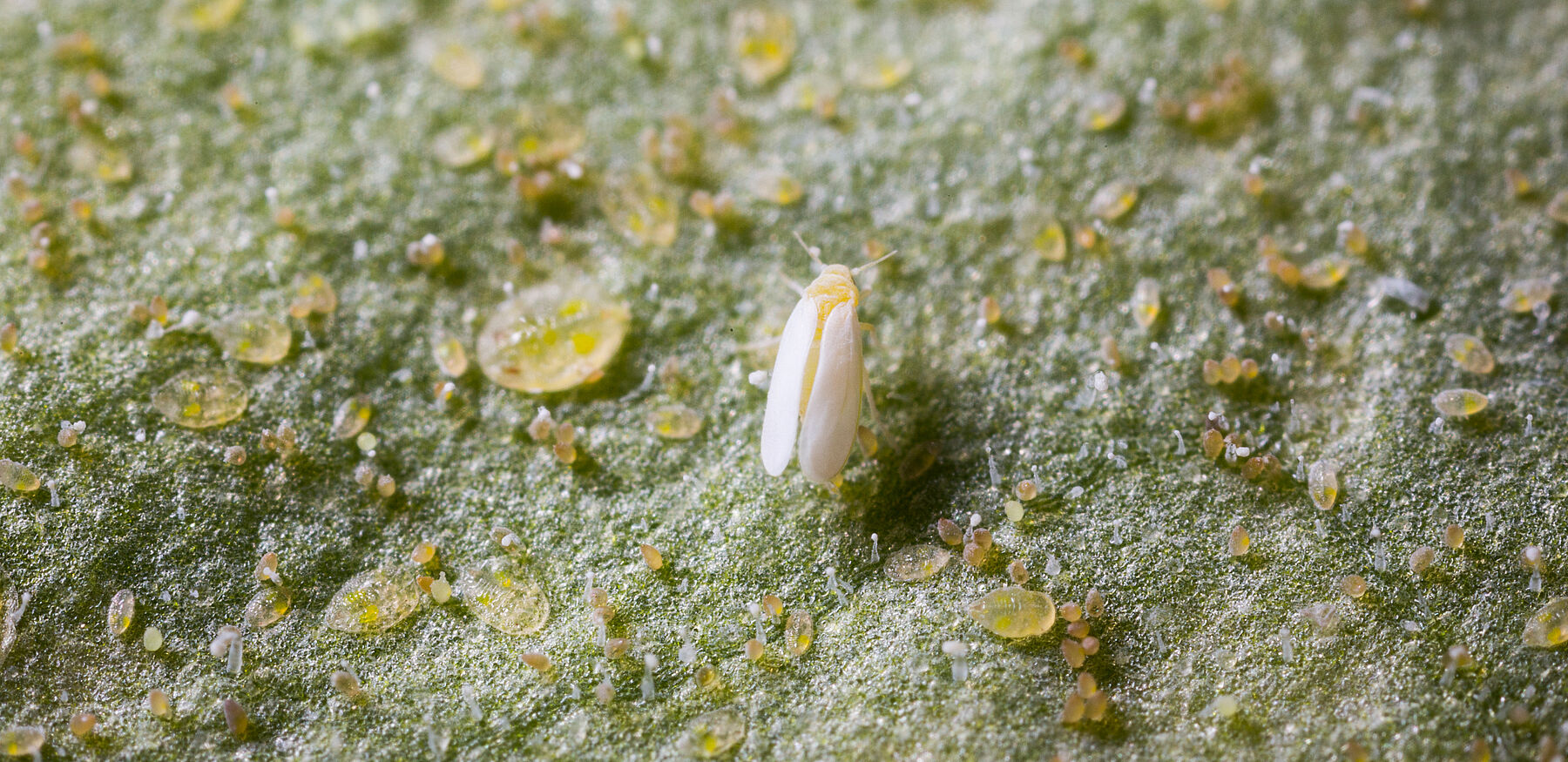 Guía paso a paso para el control de la mosca blanca