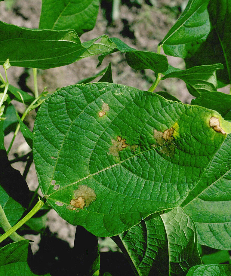 Thanatephorus cucumeris - Prevención, control y daños