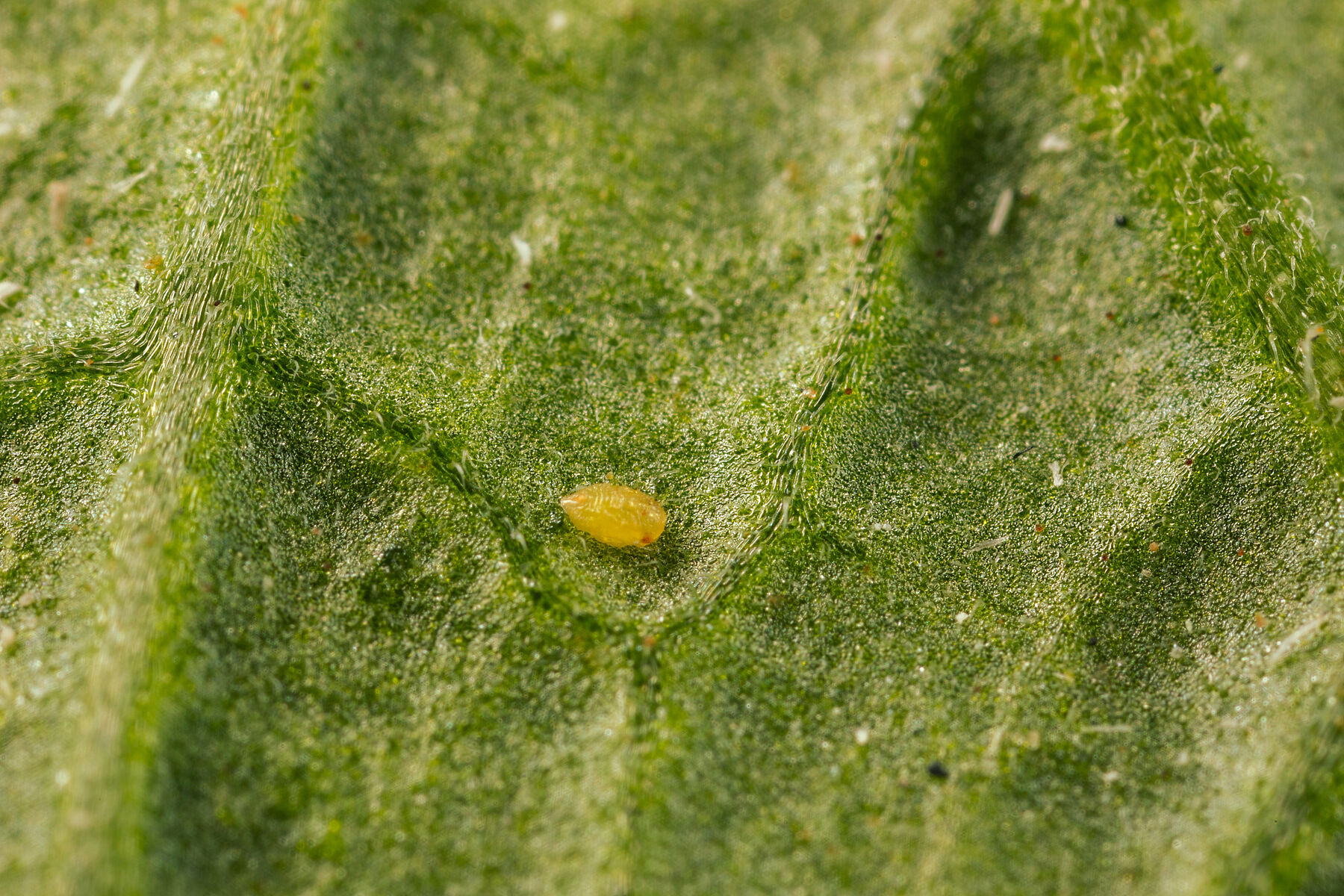 Eretmocerus eremicus (Parasitic Wasp): Biological Control of Whitefly