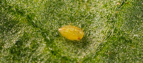 Eretmocerus eremicus (Parasitic Wasp): Biological Control of Whitefly