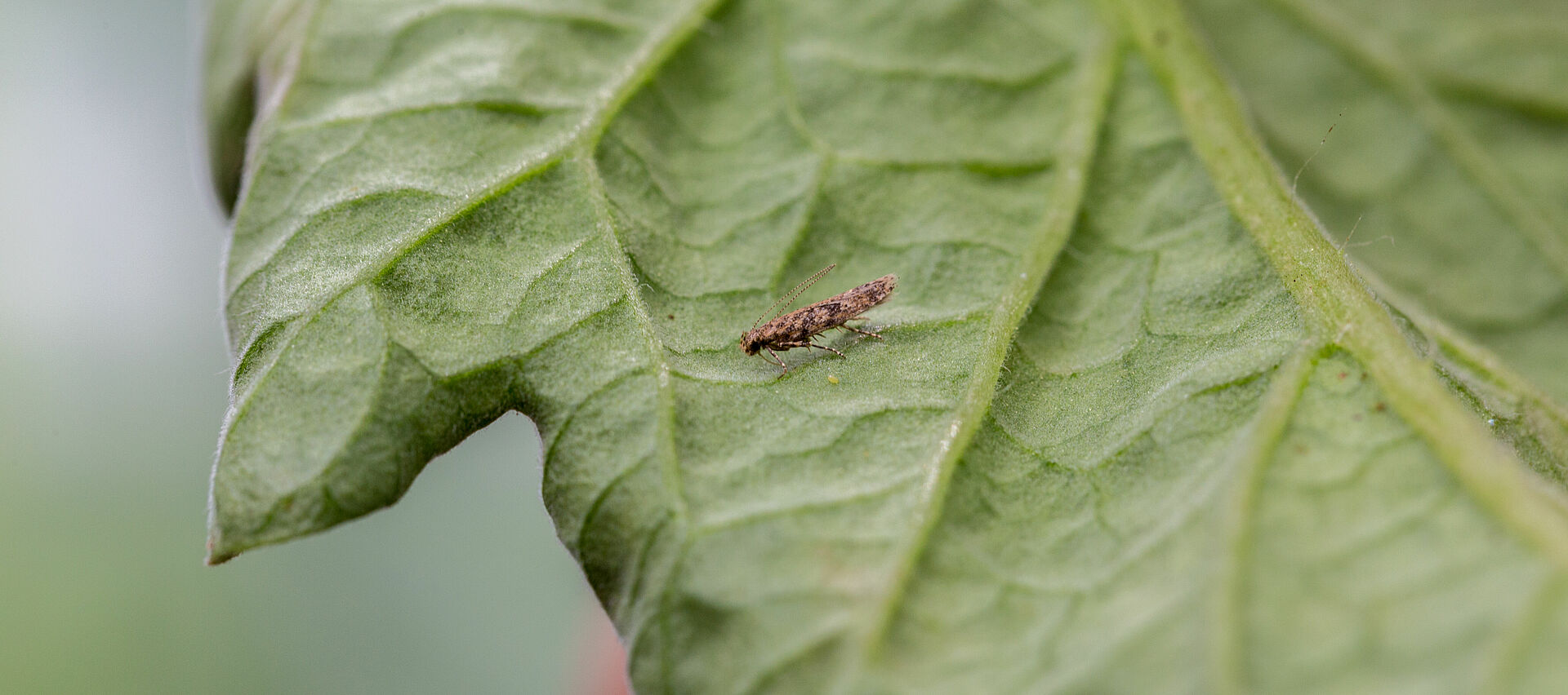 Polilla del tomate - Biocontrol, daños y ciclo de vida