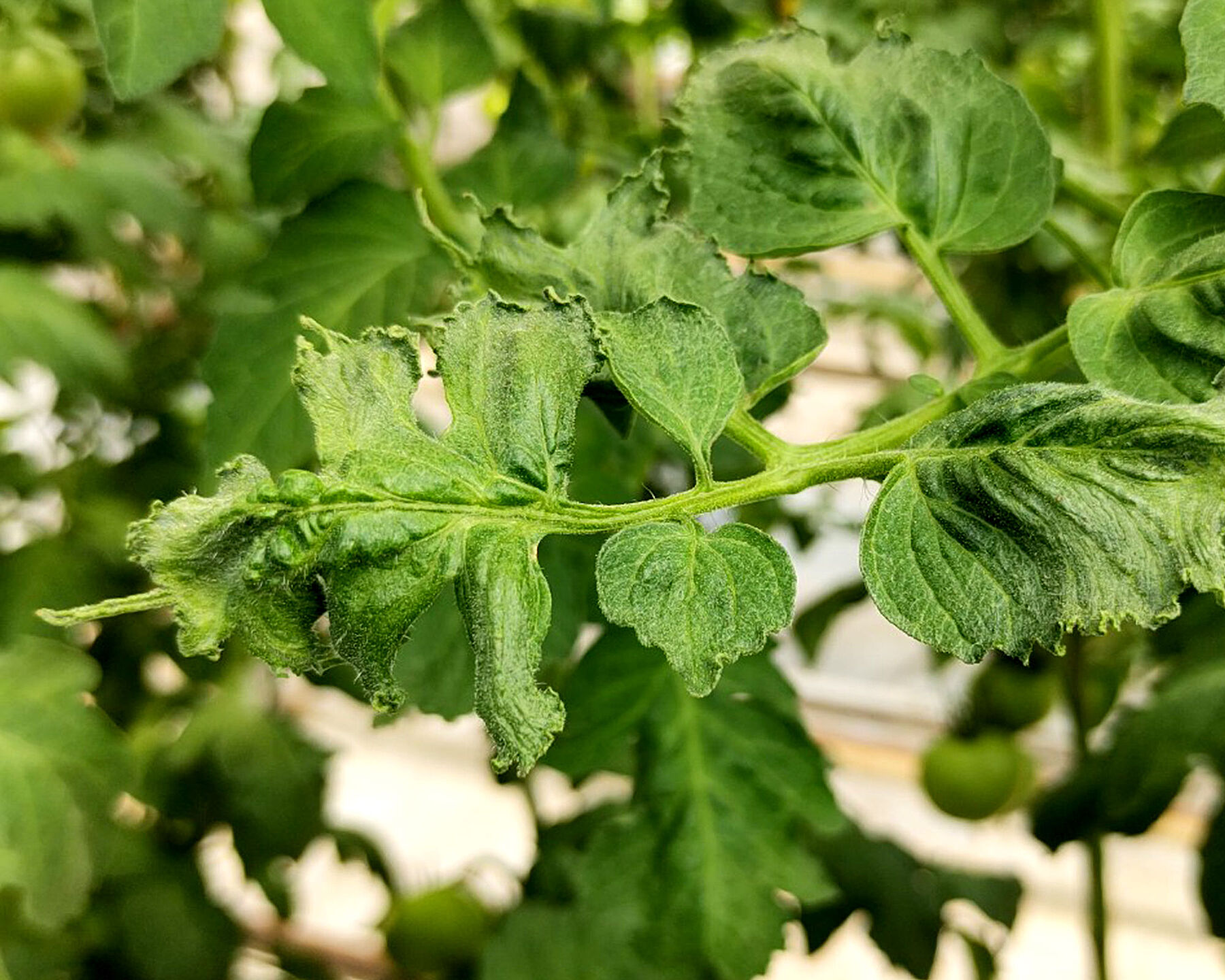 4 virus de cuidado en el tomate | Koppert México