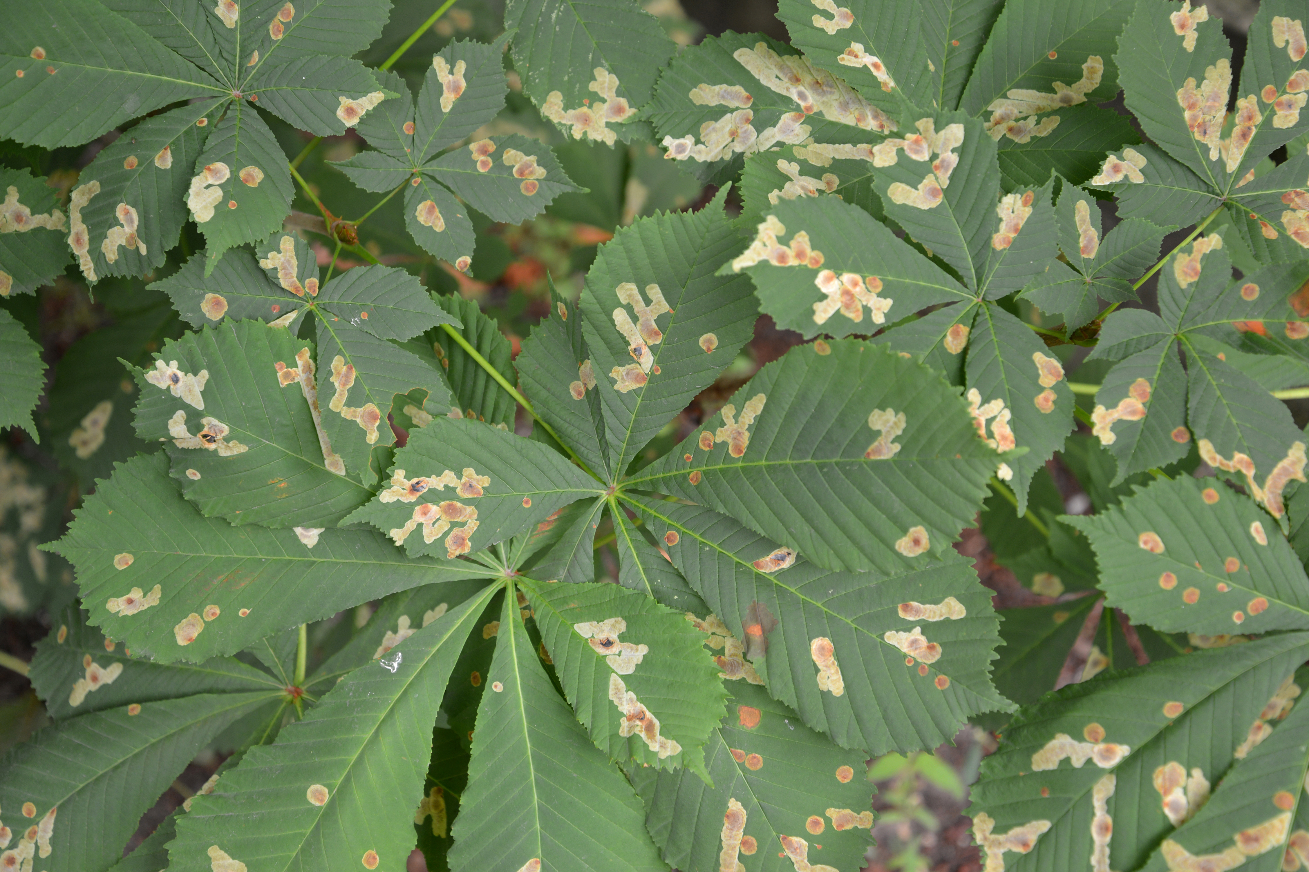 Minadores de la hoja - Biocontrol, daños y ciclo de vida