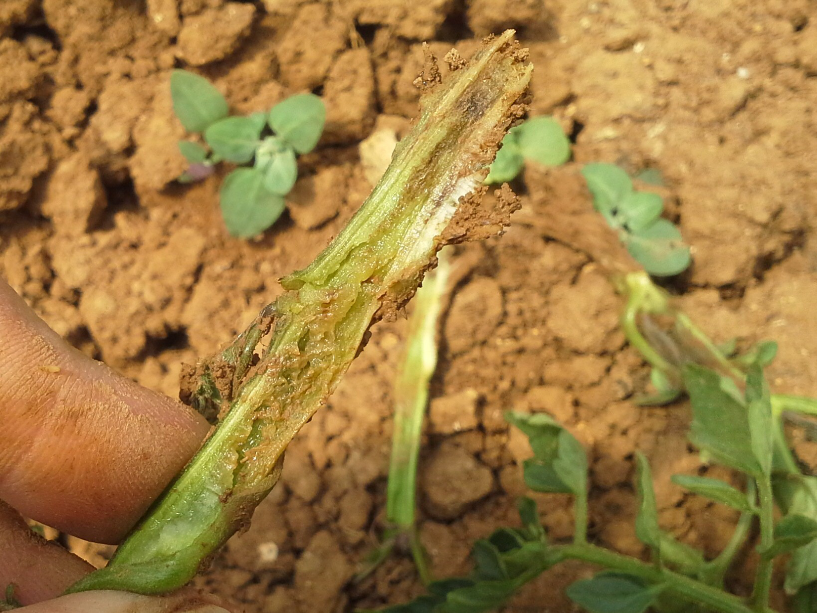 Fusarium spp - Prevención, control y daños